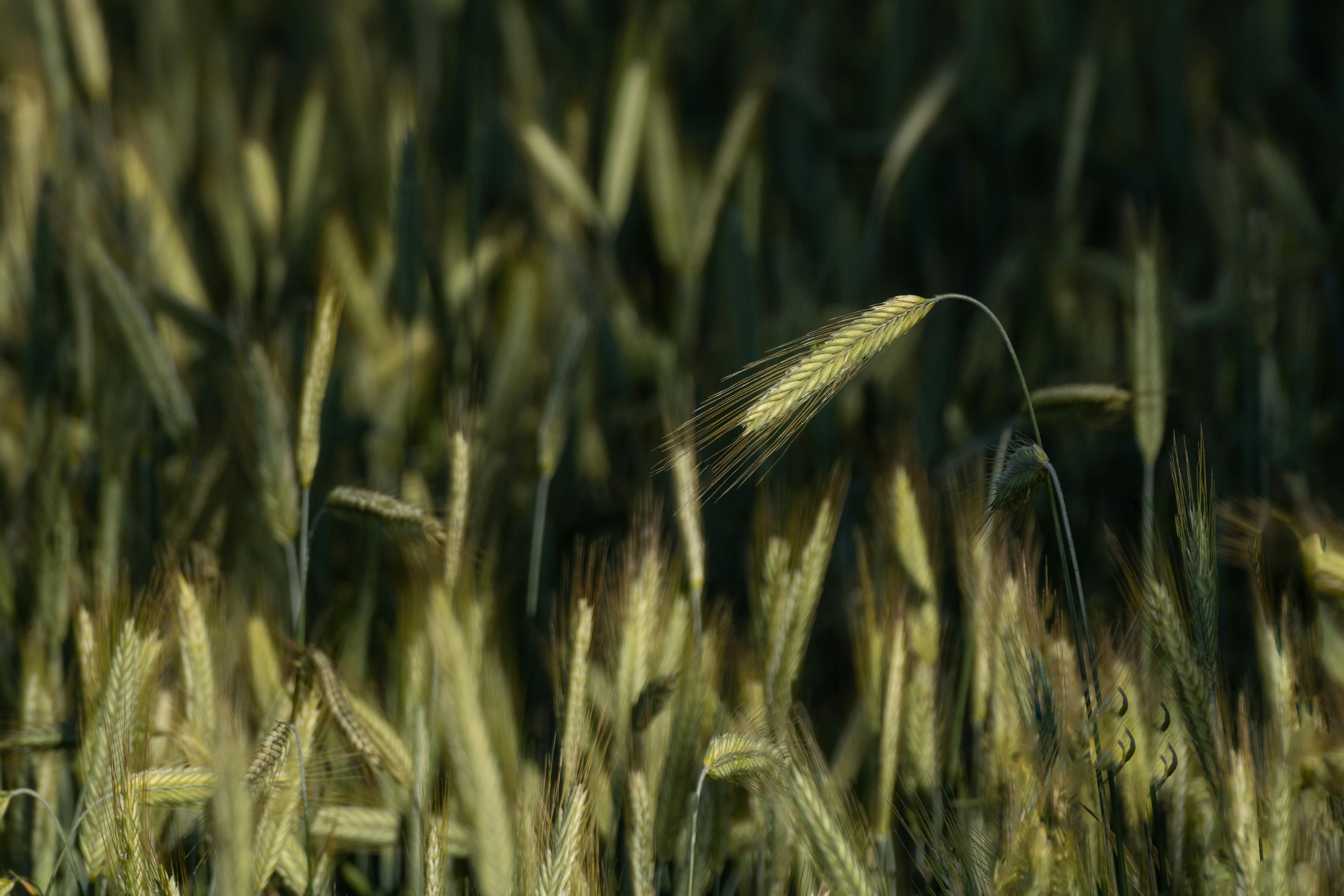 Crop Yielding Photos, Download The BEST Free Crop Yielding Stock Photos ...