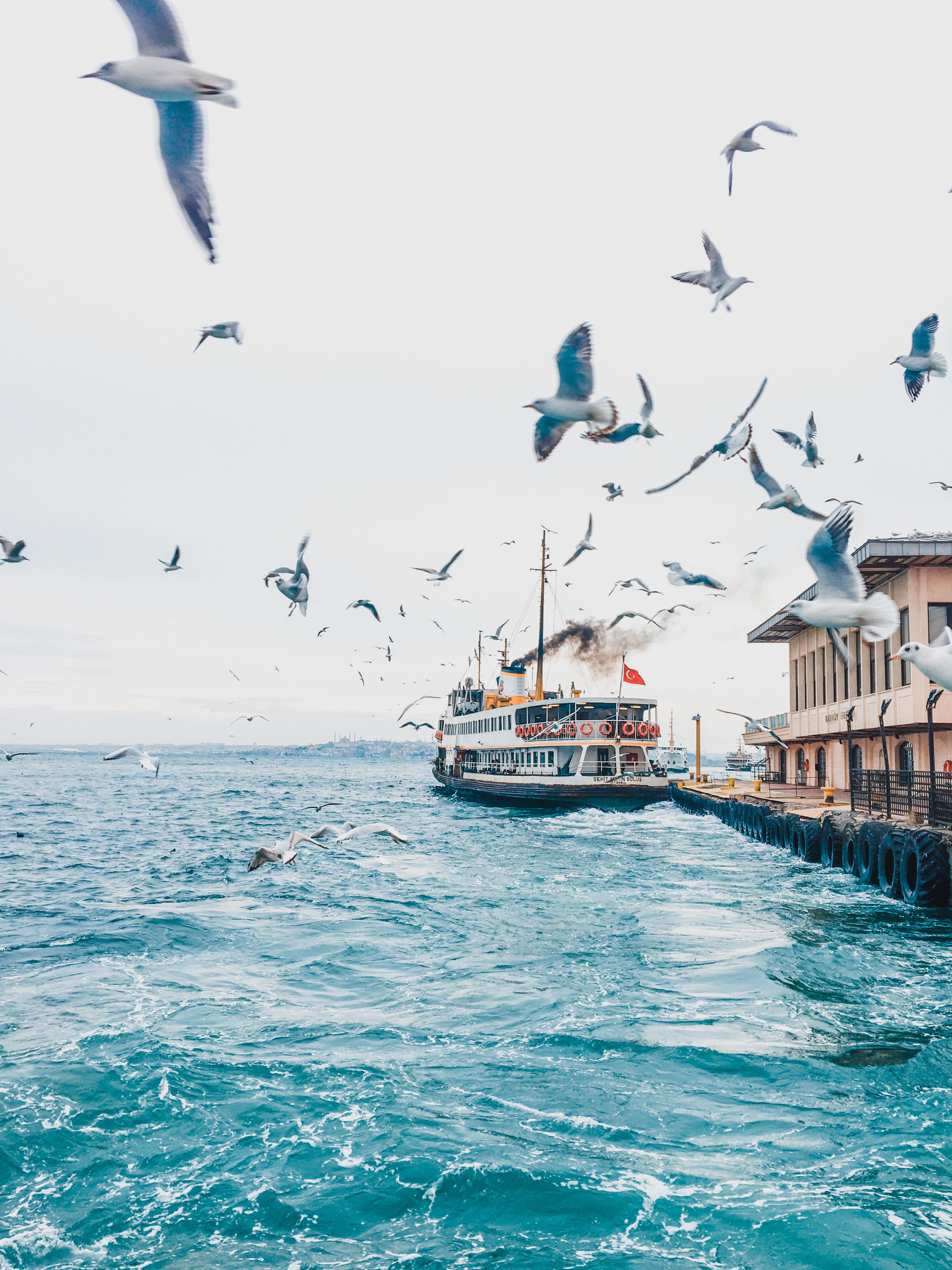 Birds Flying over the Sea · Free Stock Photo