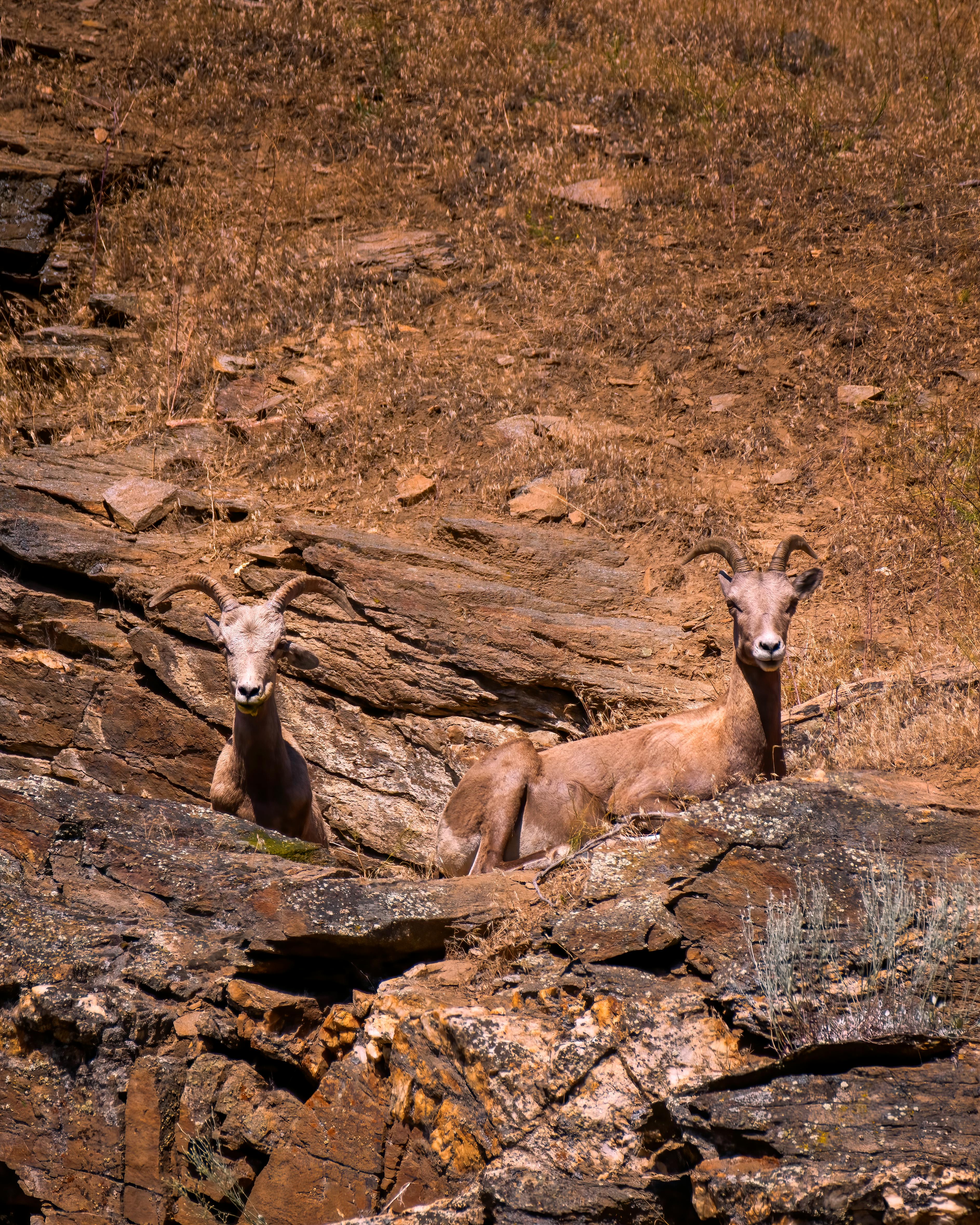 Brown Sheep on Brown Rock · Free Stock Photo