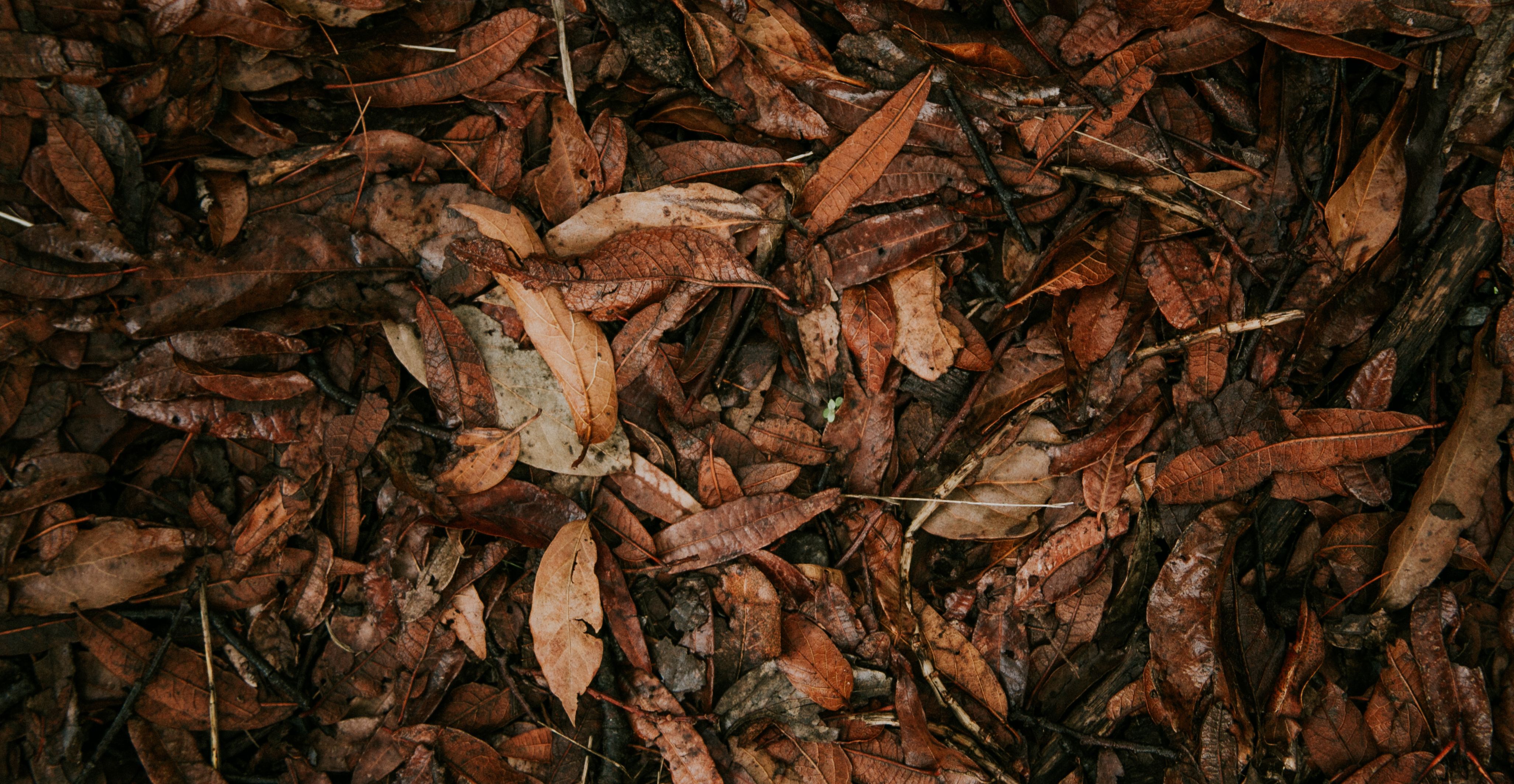 Black Feather Surrounded by Dried Leaves · Free Stock Photo