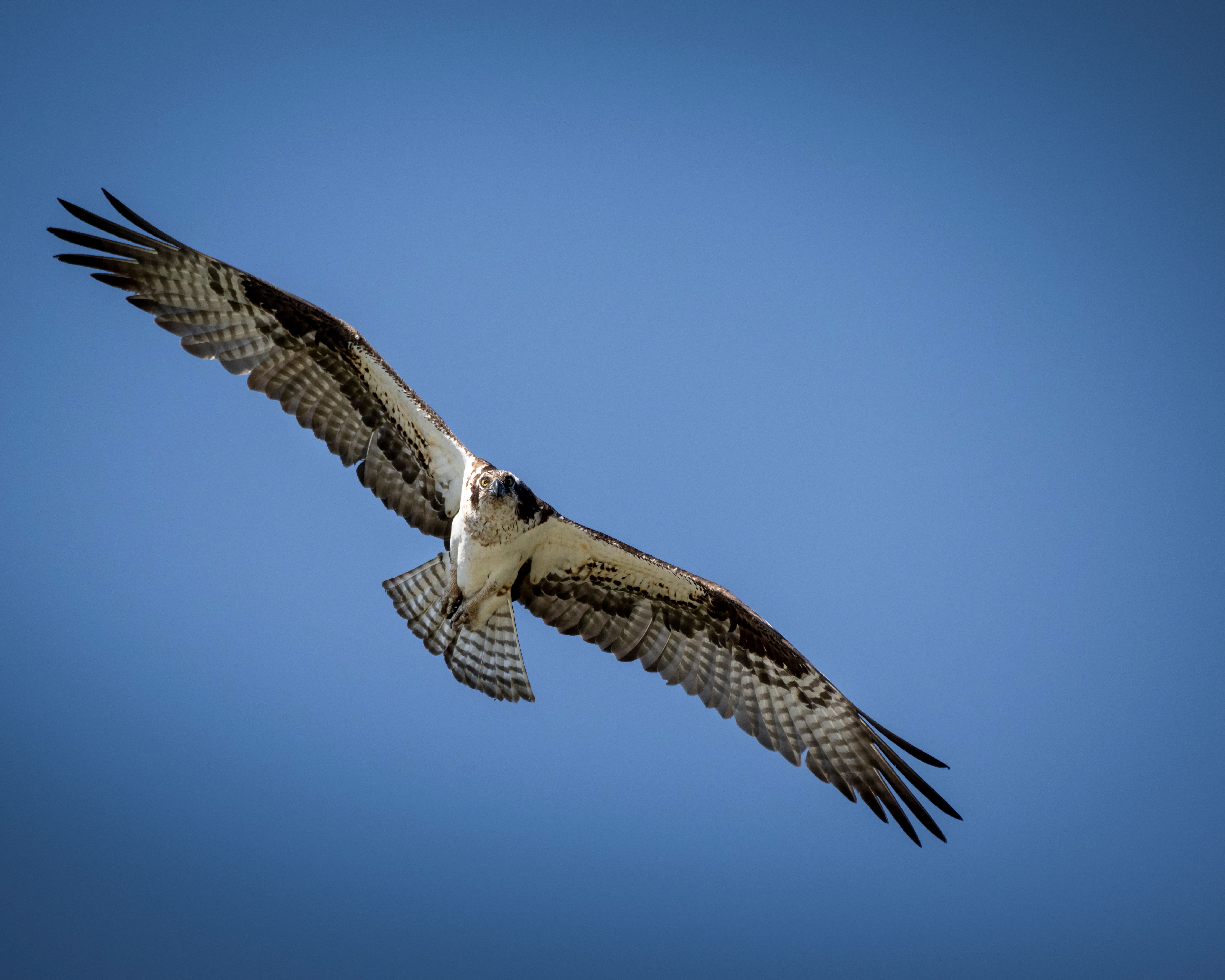 An Osprey Flying Across the Blue Sky · Free Stock Photo