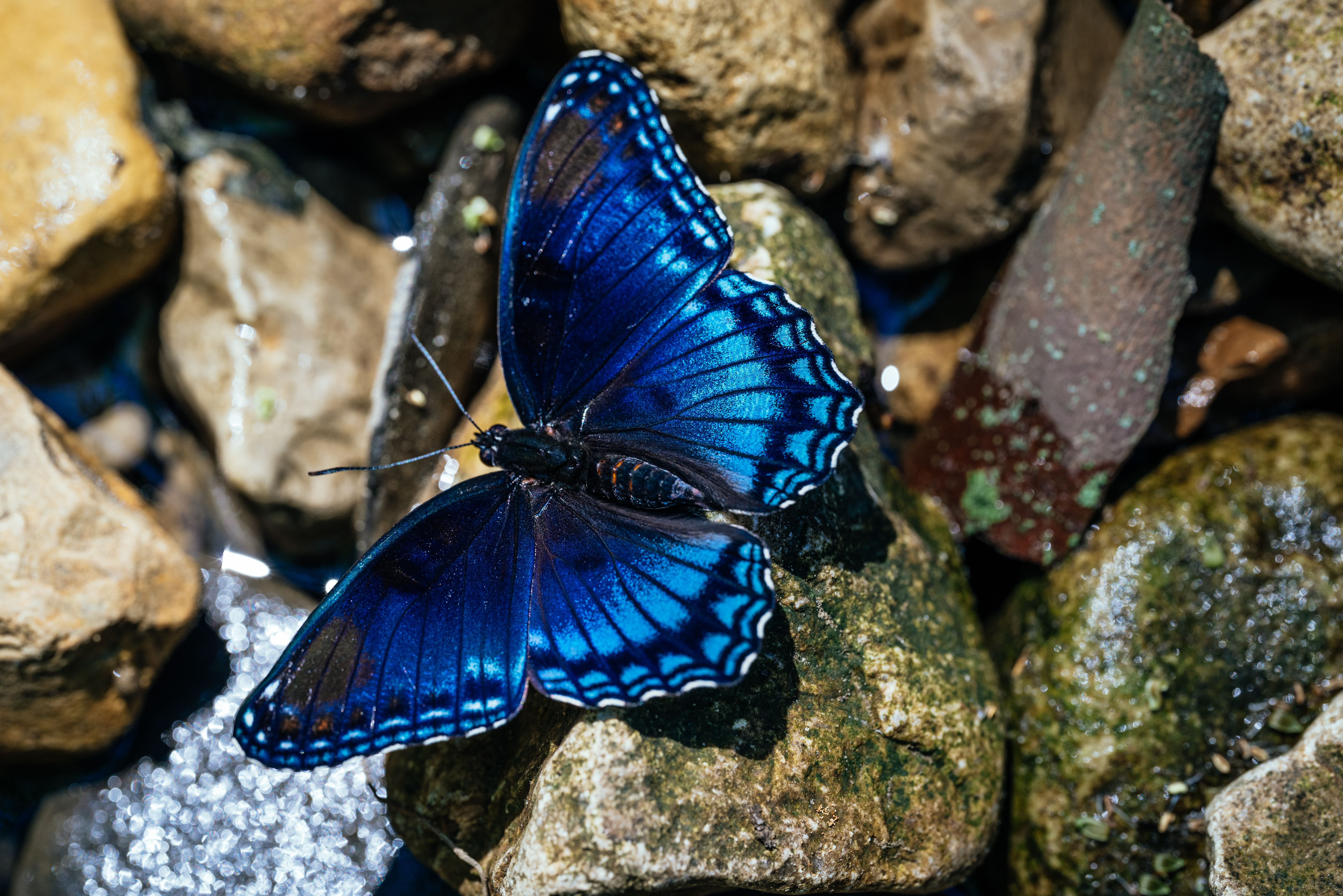 Close-Up Shot of Limenitis Arthemis on the Rock · Free Stock Photo
