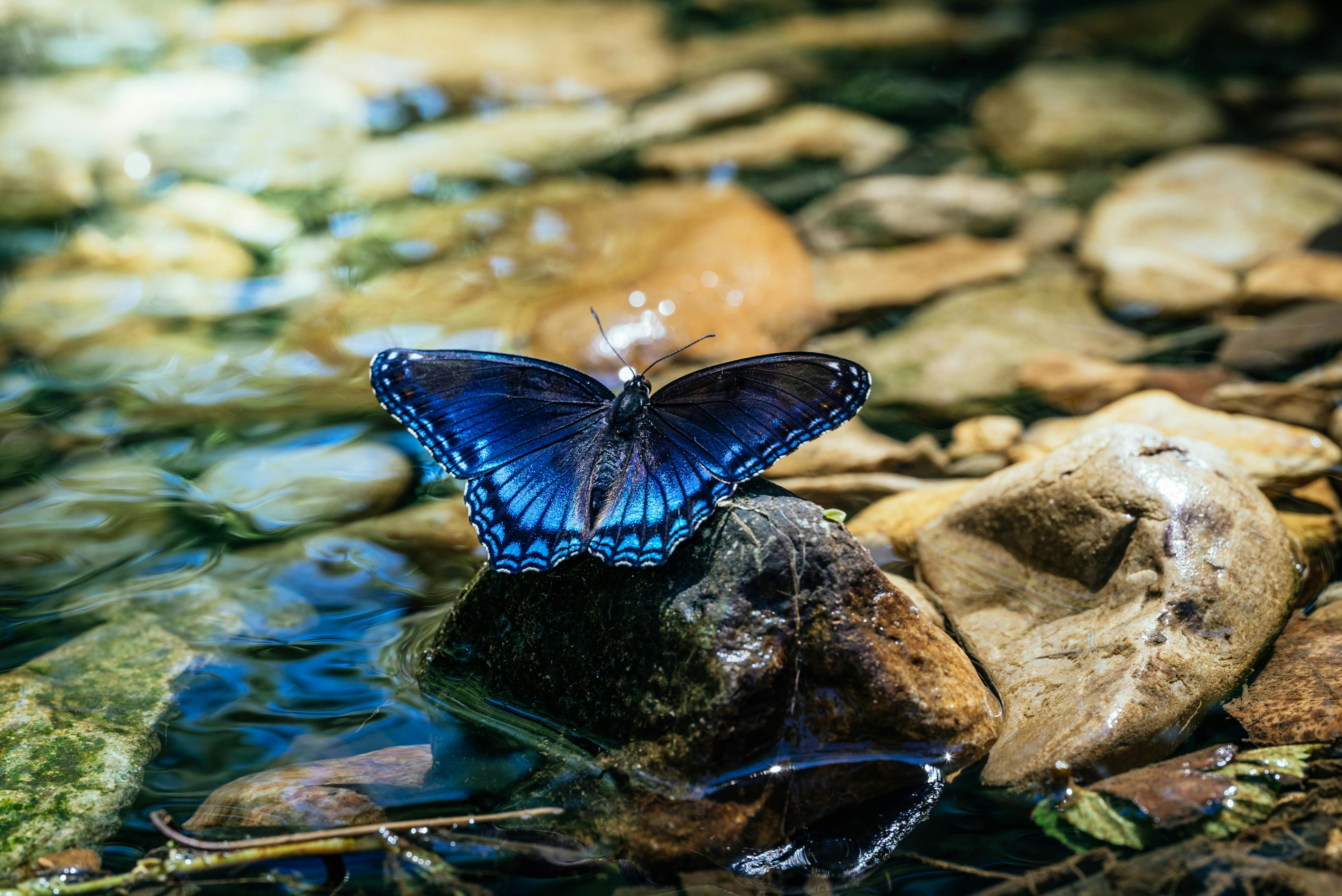 A Butterfly on the Rock · Free Stock Photo