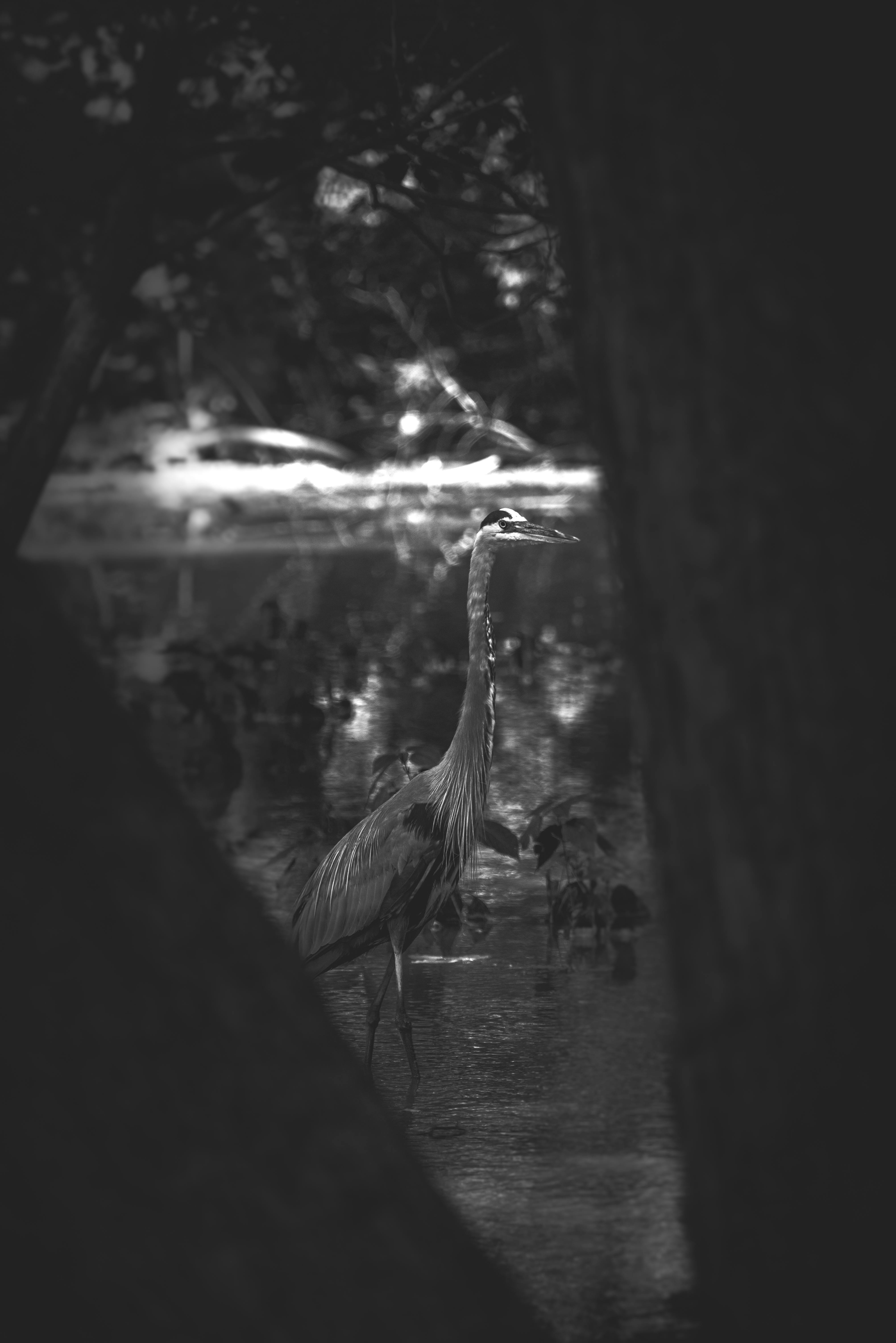 Grayscale Photo of a Great Blue Heron · Free Stock Photo