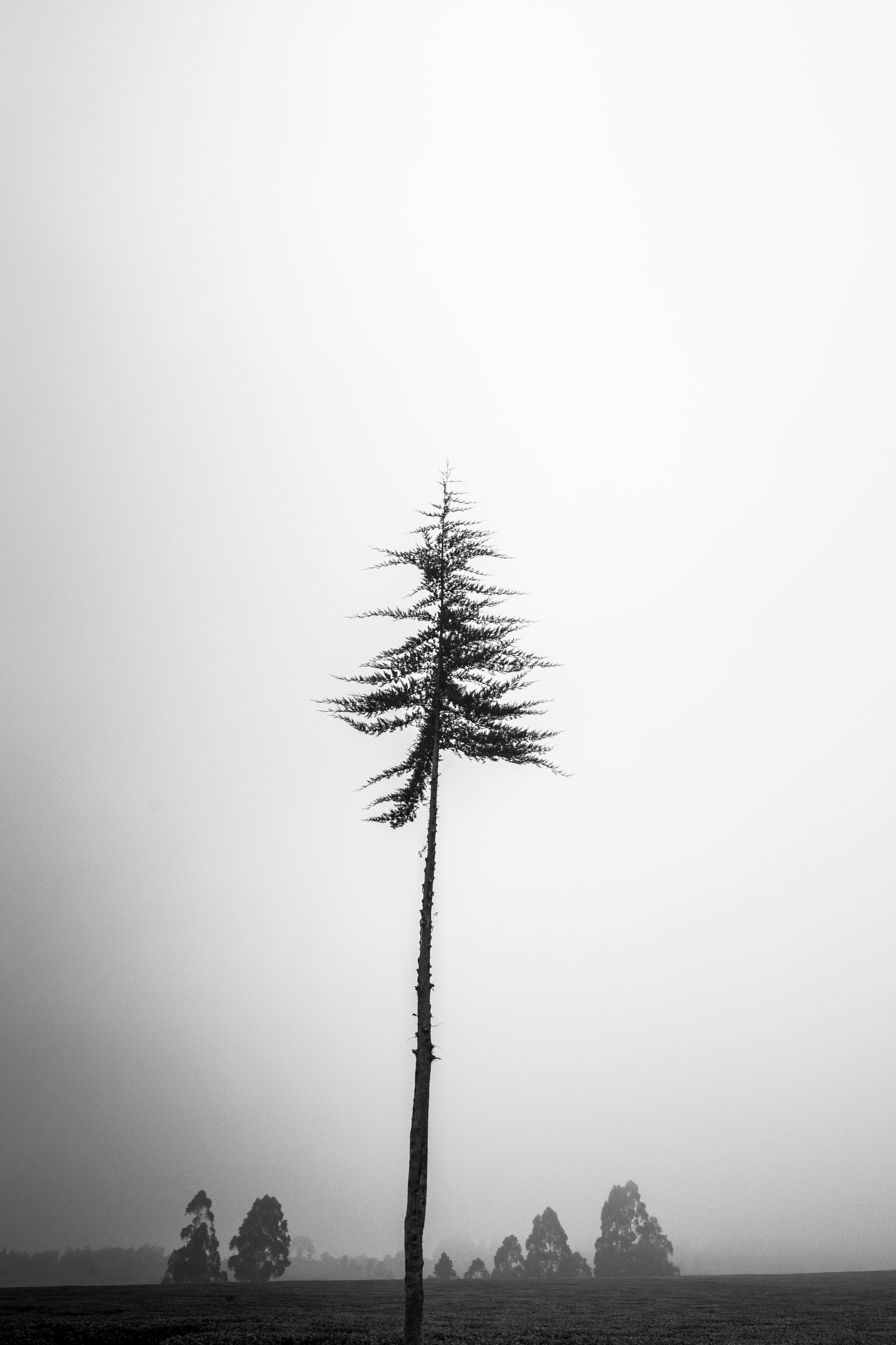 Grayscale Photo of Trees · Free Stock Photo