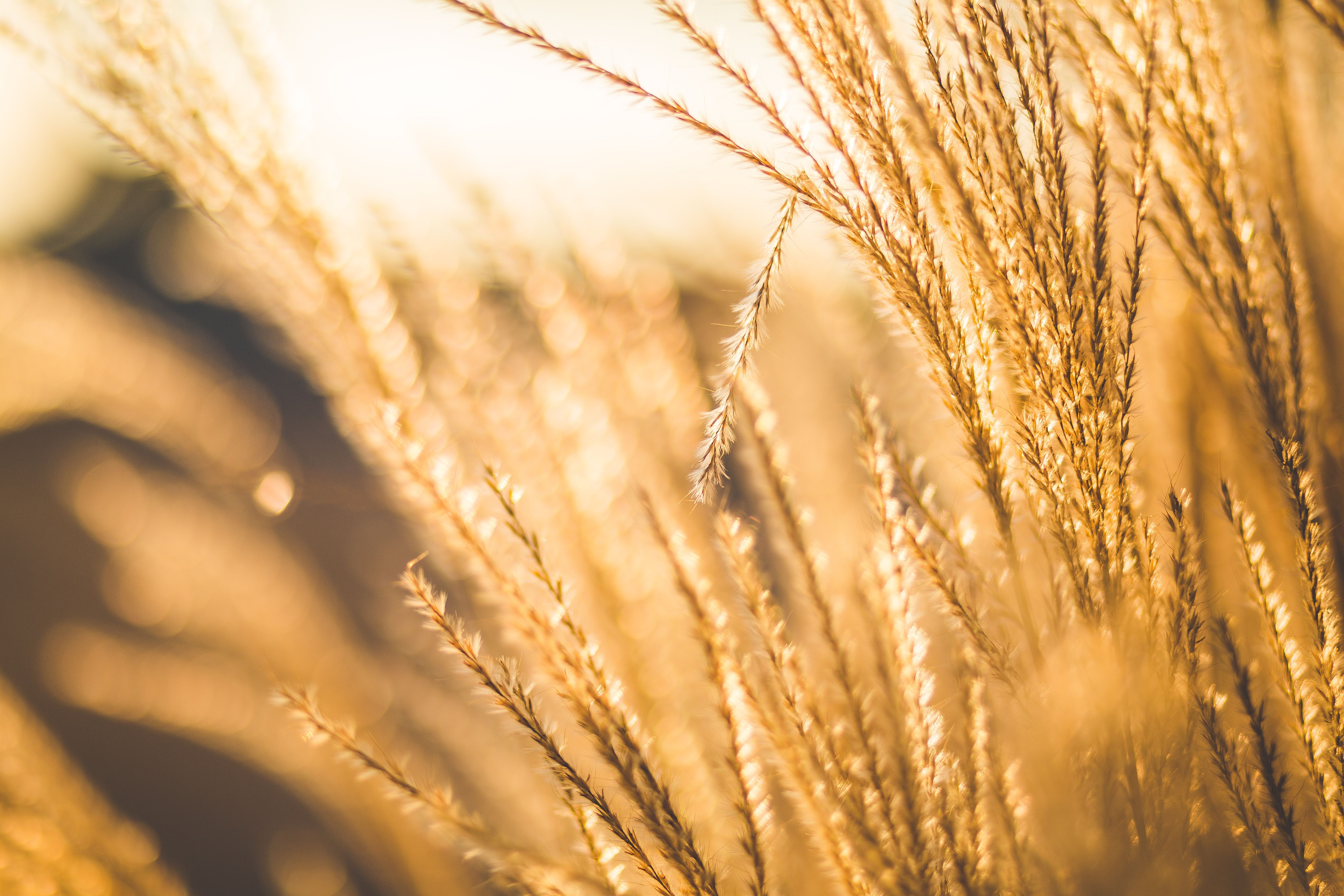 Wheat Grains during Sunset · Free Stock Photo