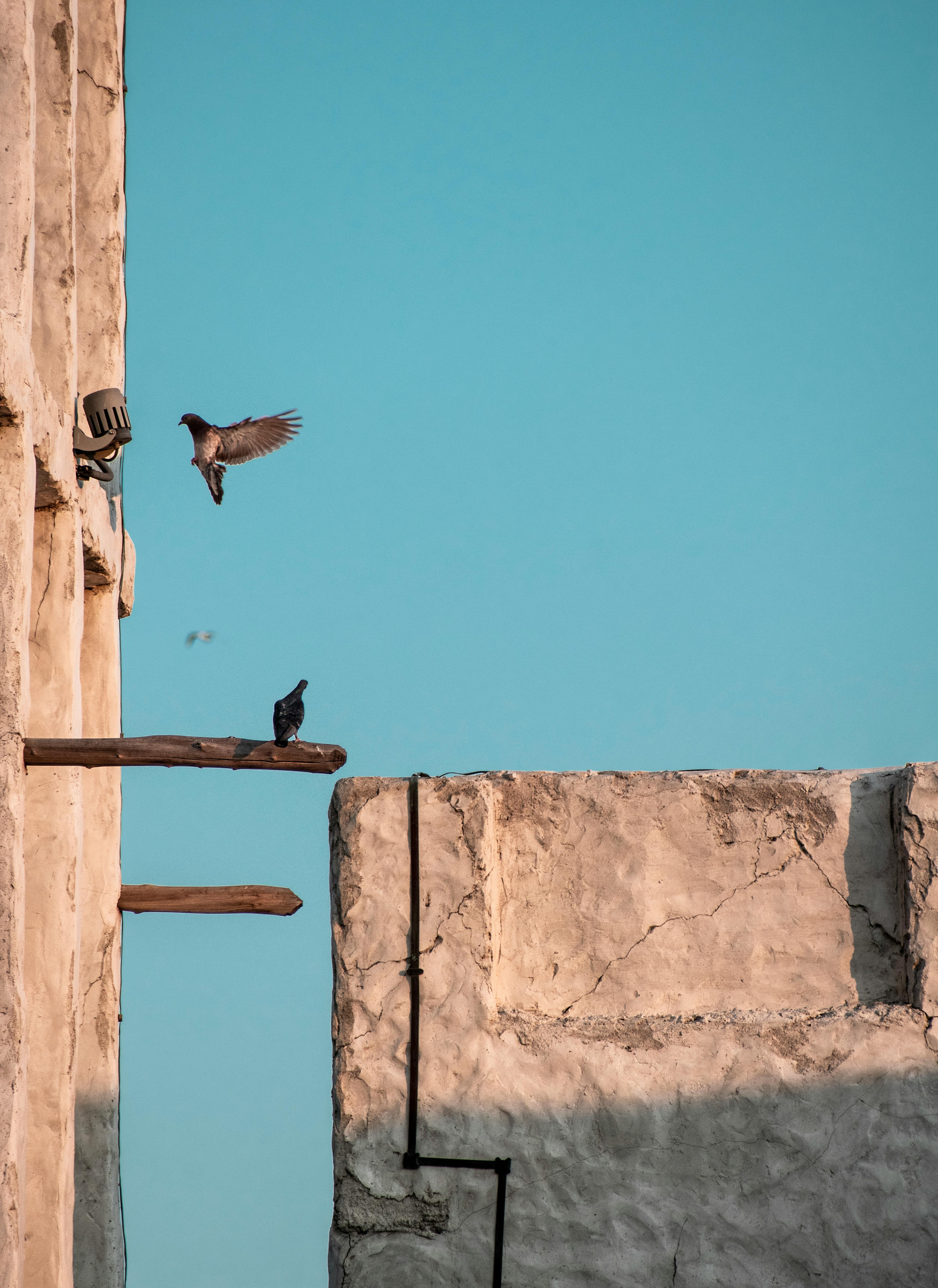 Pigeon on Wood Sticking Out Wall · Free Stock Photo