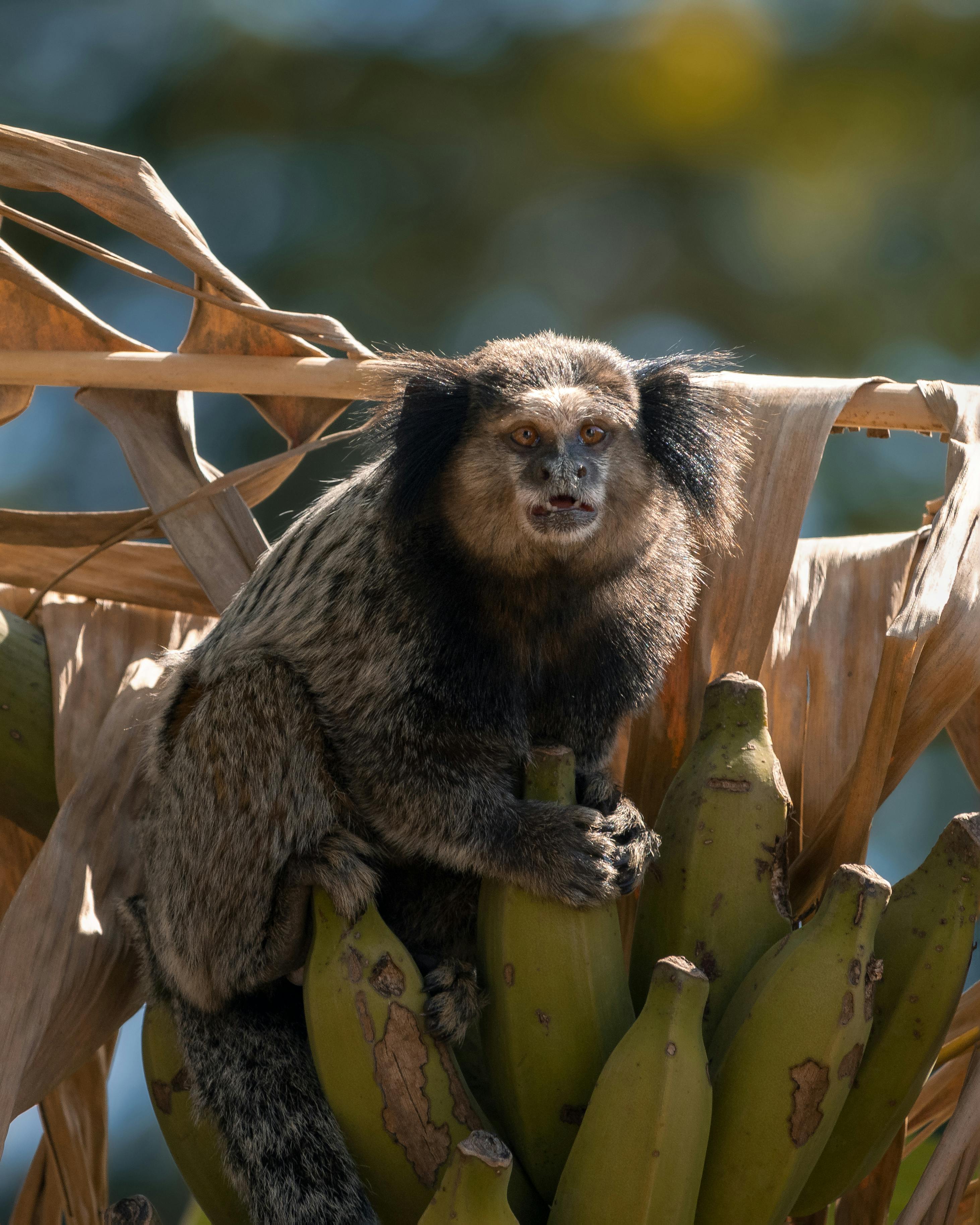 Exotic Marmoset Monkey · Free Stock Photo