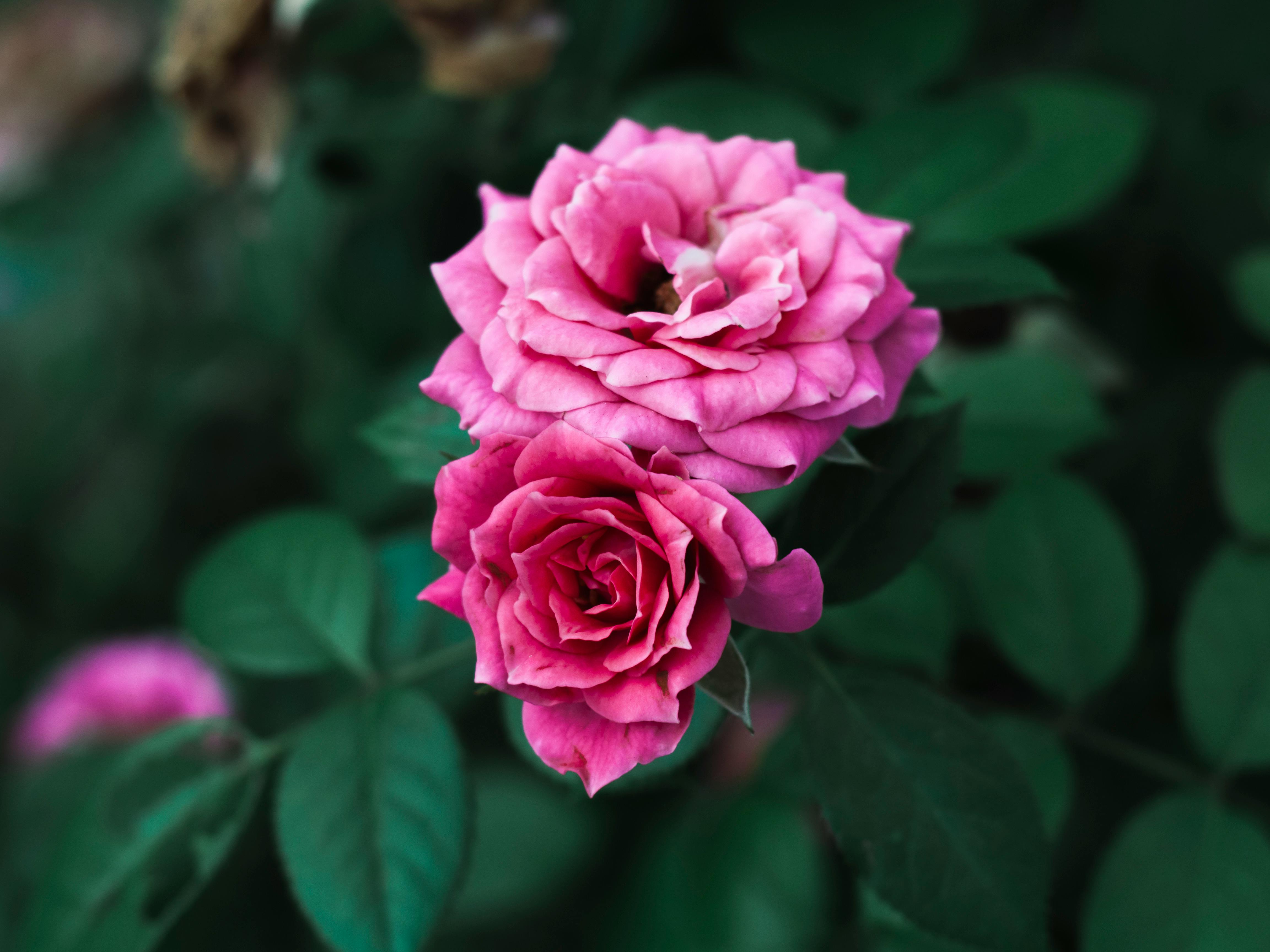 Red Rose in Close Up Photography · Free Stock Photo
