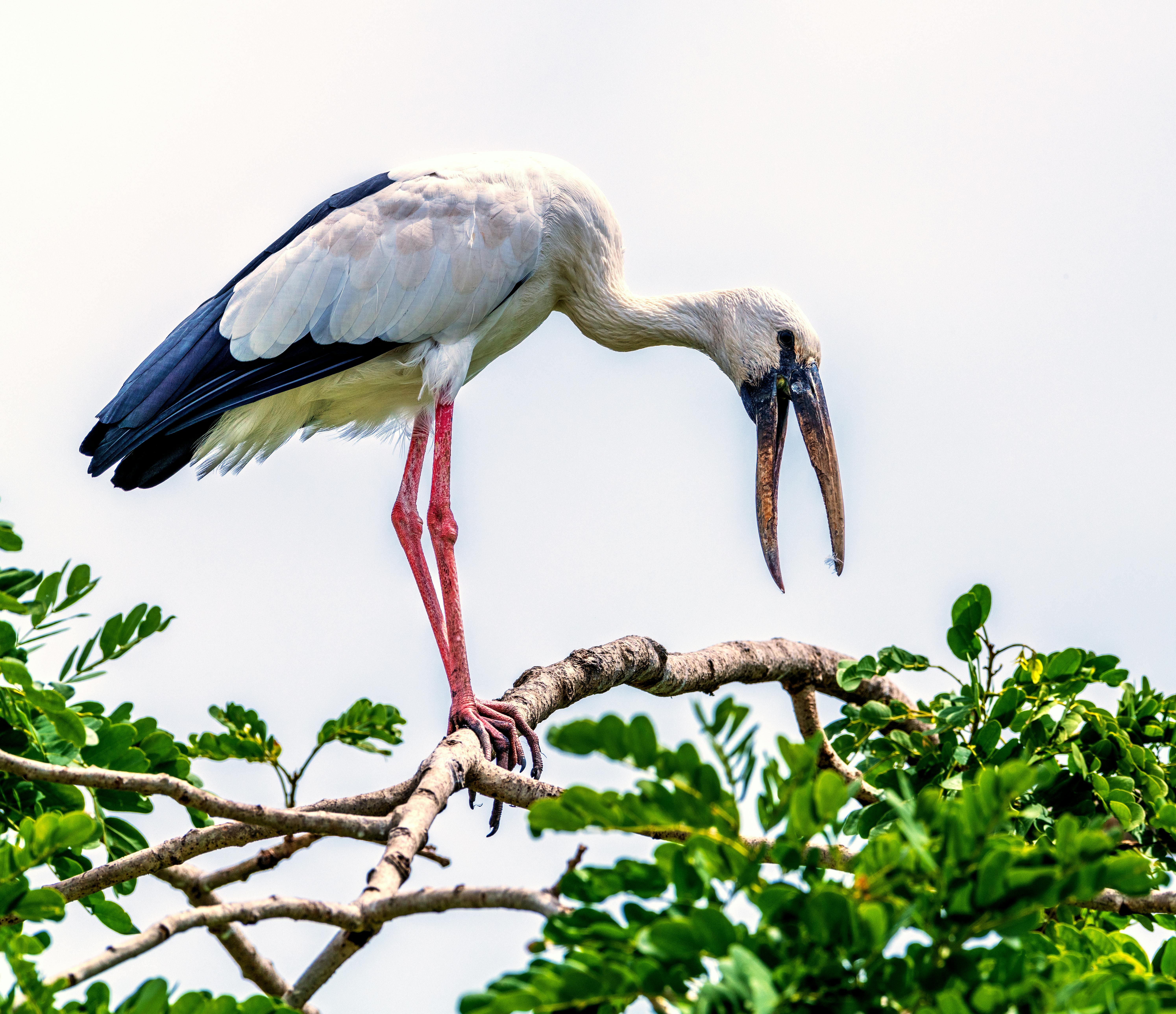Stork Perched on Tree Branch · Free Stock Photo