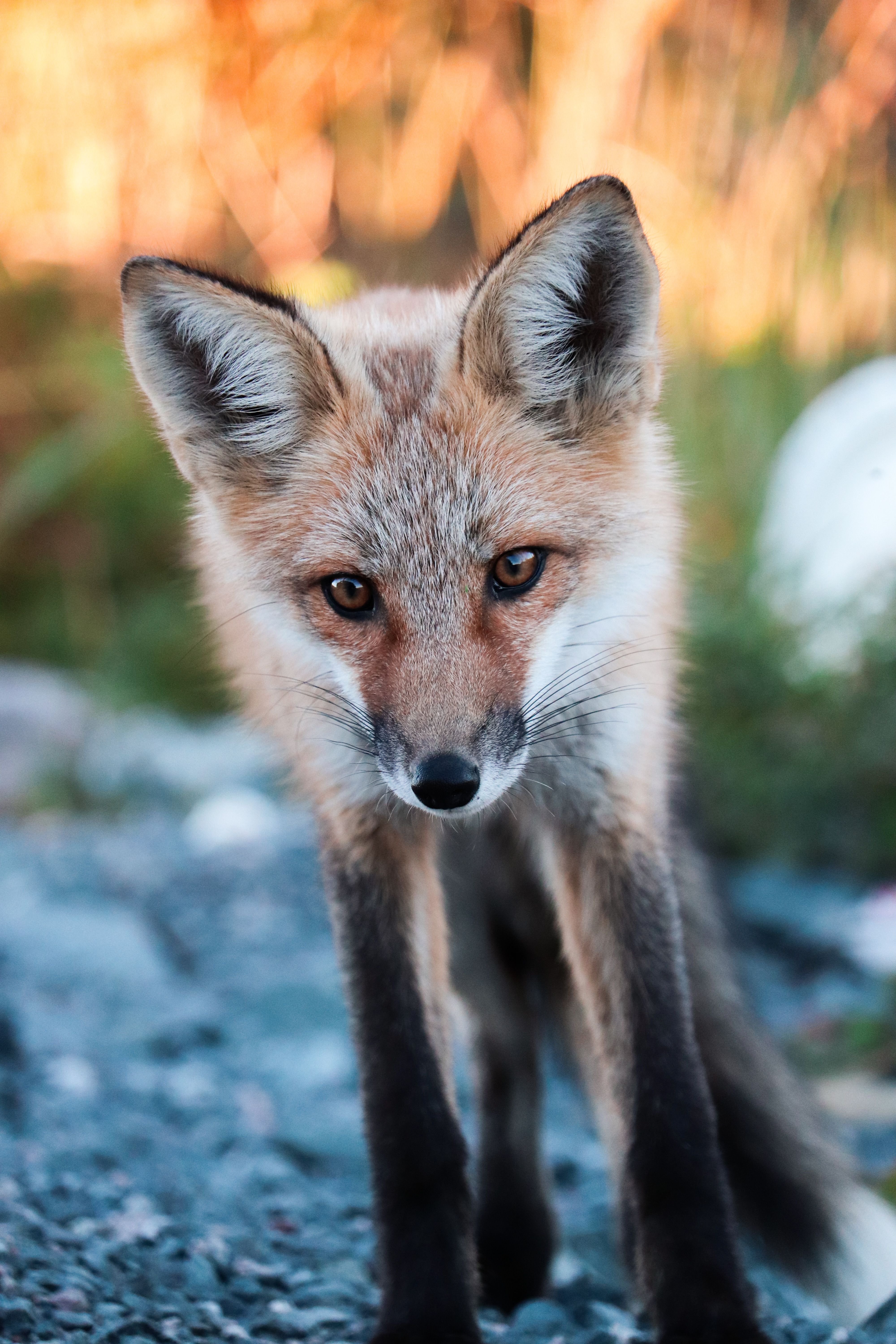Fox Face Download Wallpaper