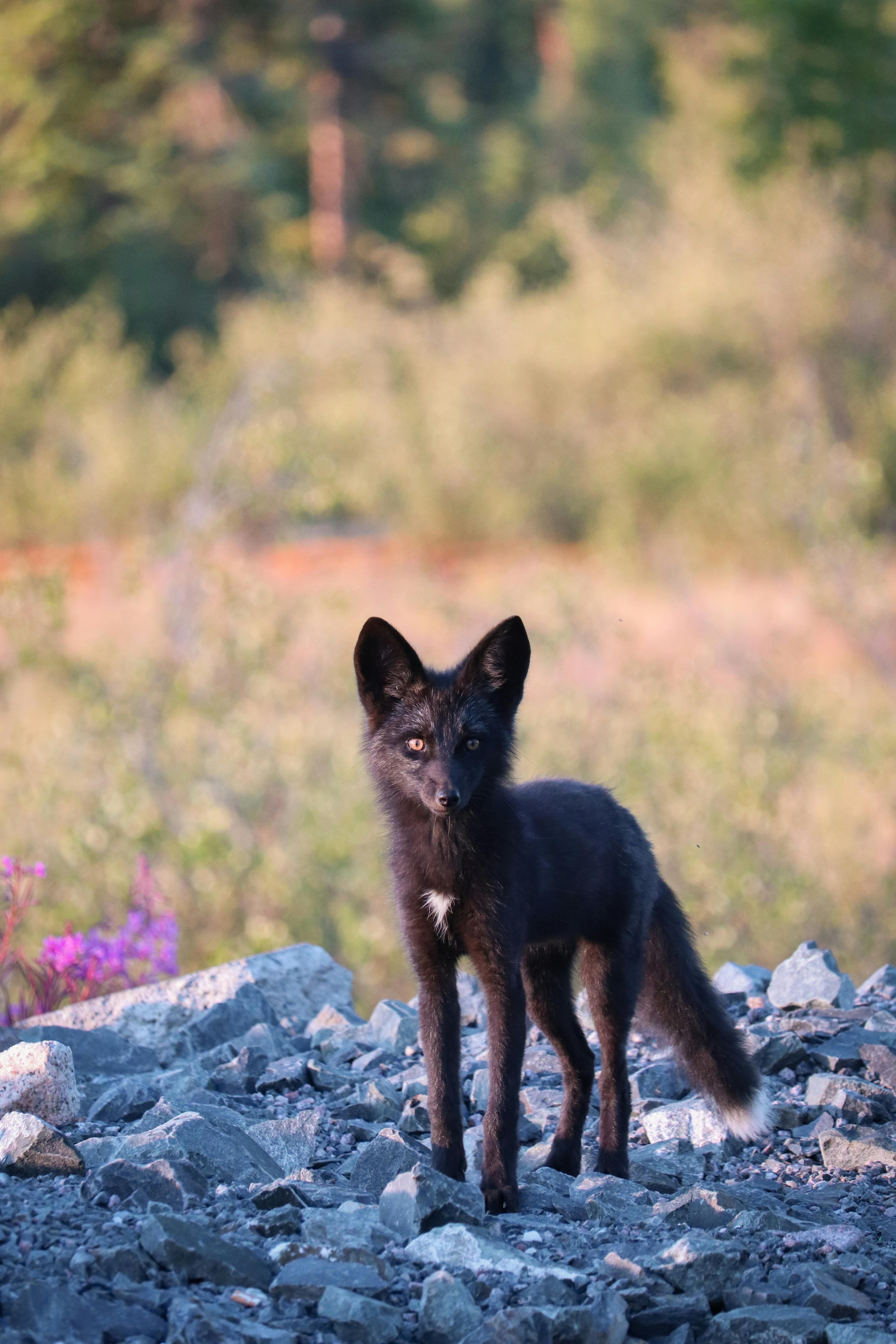 Photo of a Black Fox · Free Stock Photo