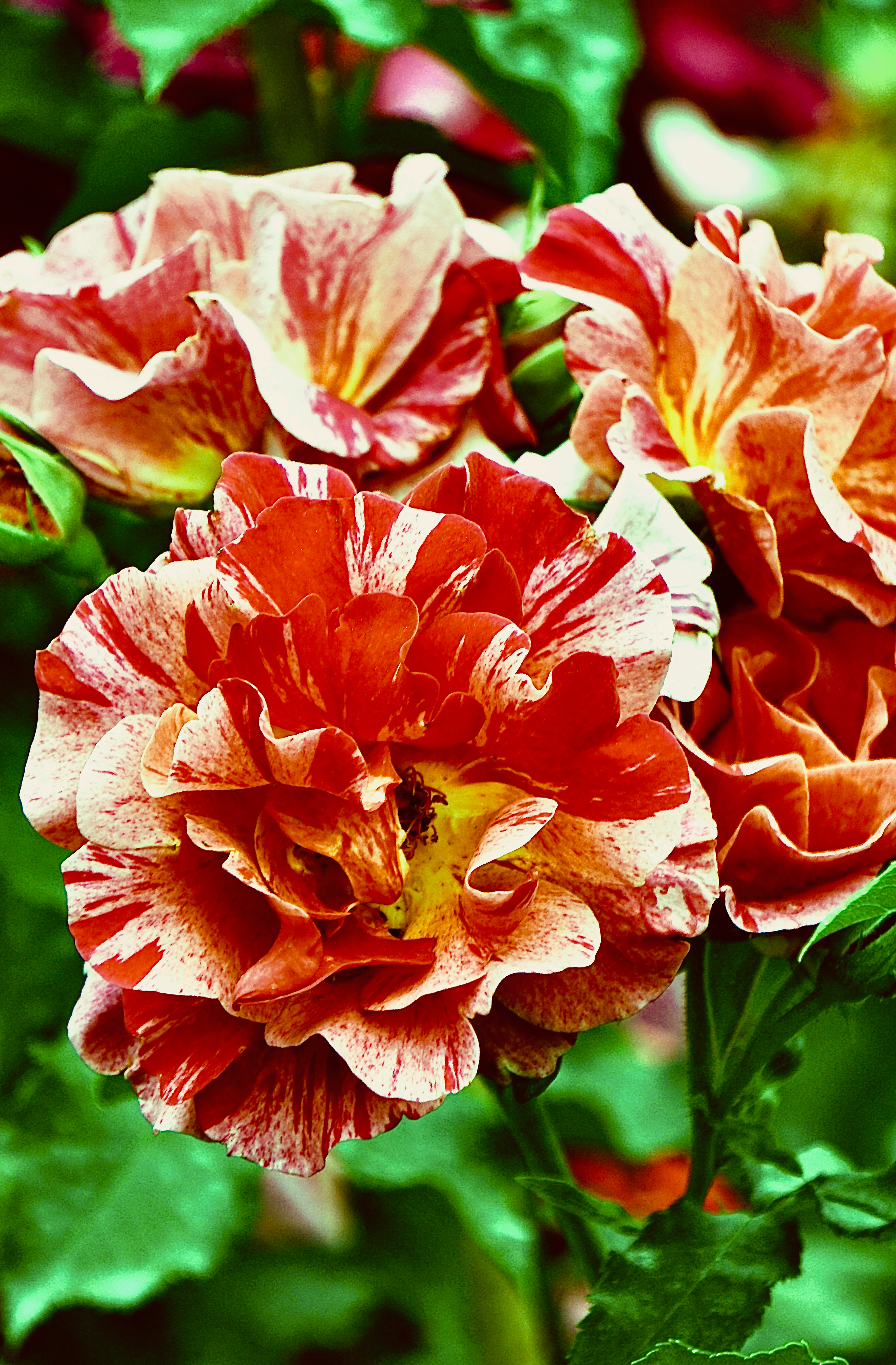 Close-Up Shot of Blooming Alfred Sisley Flowers · Free Stock Photo