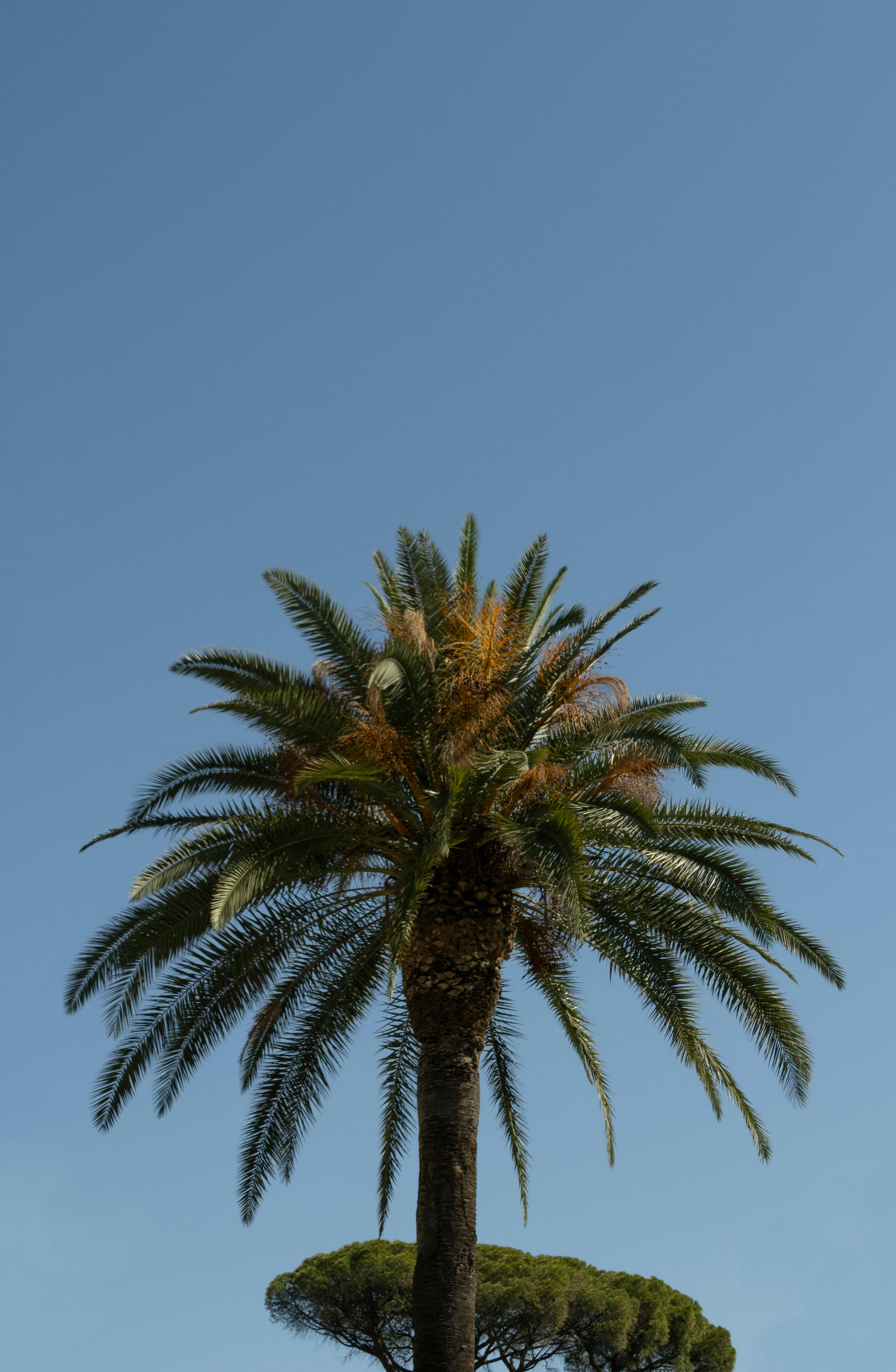Photo of a Palm Tree Under a Blue Sky · Free Stock Photo
