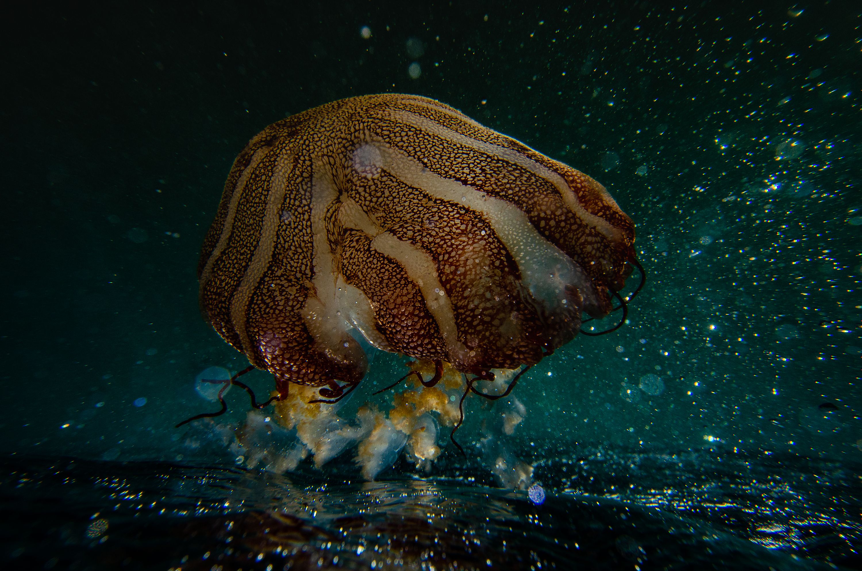 Sea Anemone Photography · Free Stock Photo