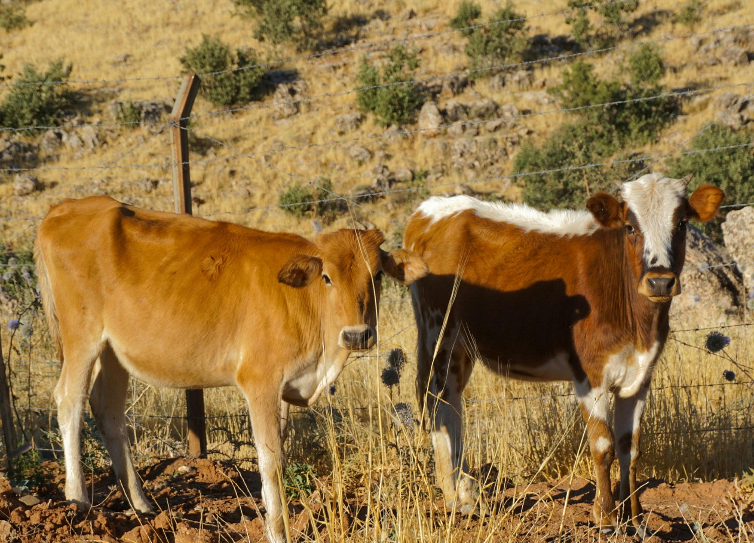 Cow on Foggy Day · Free Stock Photo