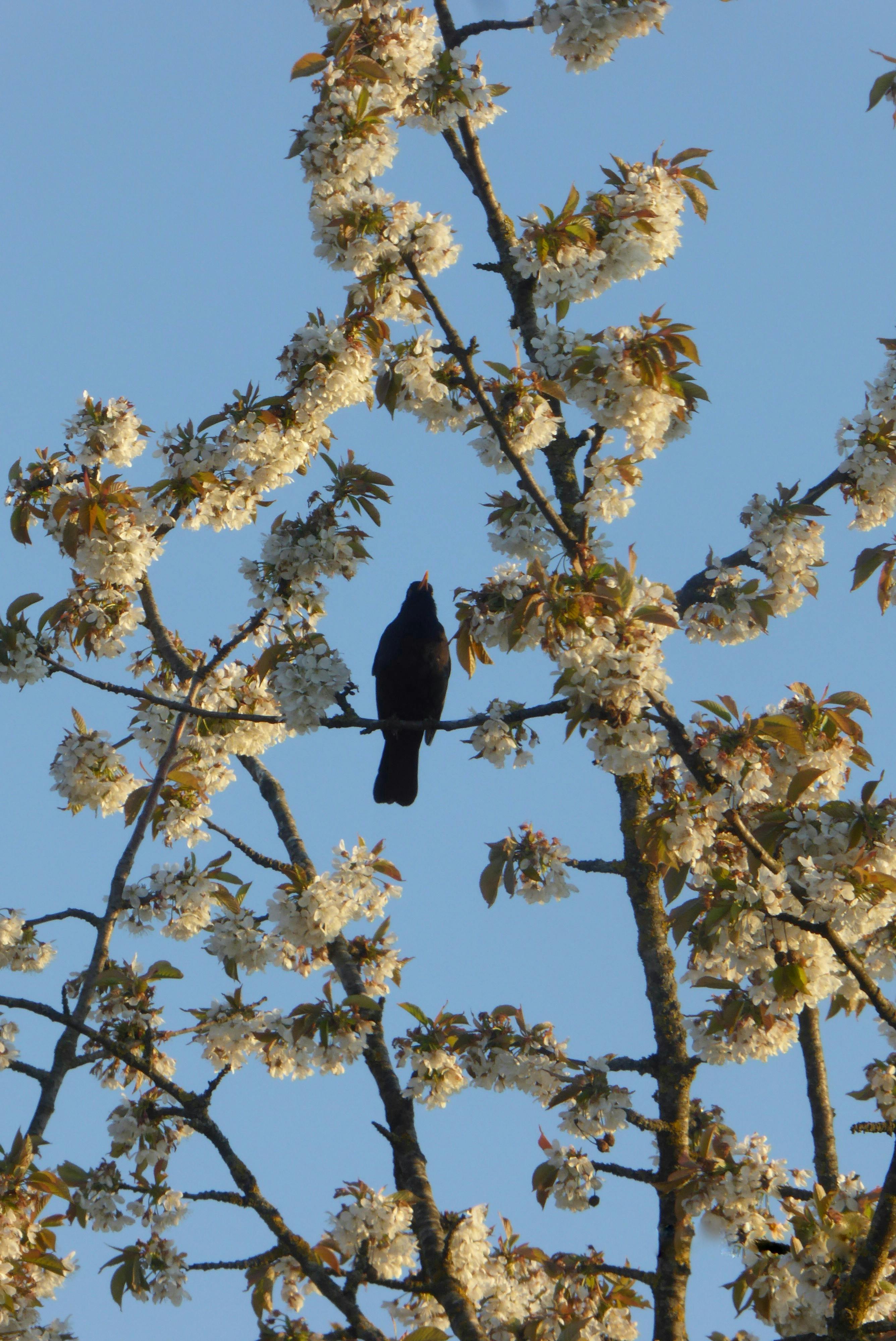 Spring Peeper Photos, Download Free Spring Peeper Stock Photos & HD Images
