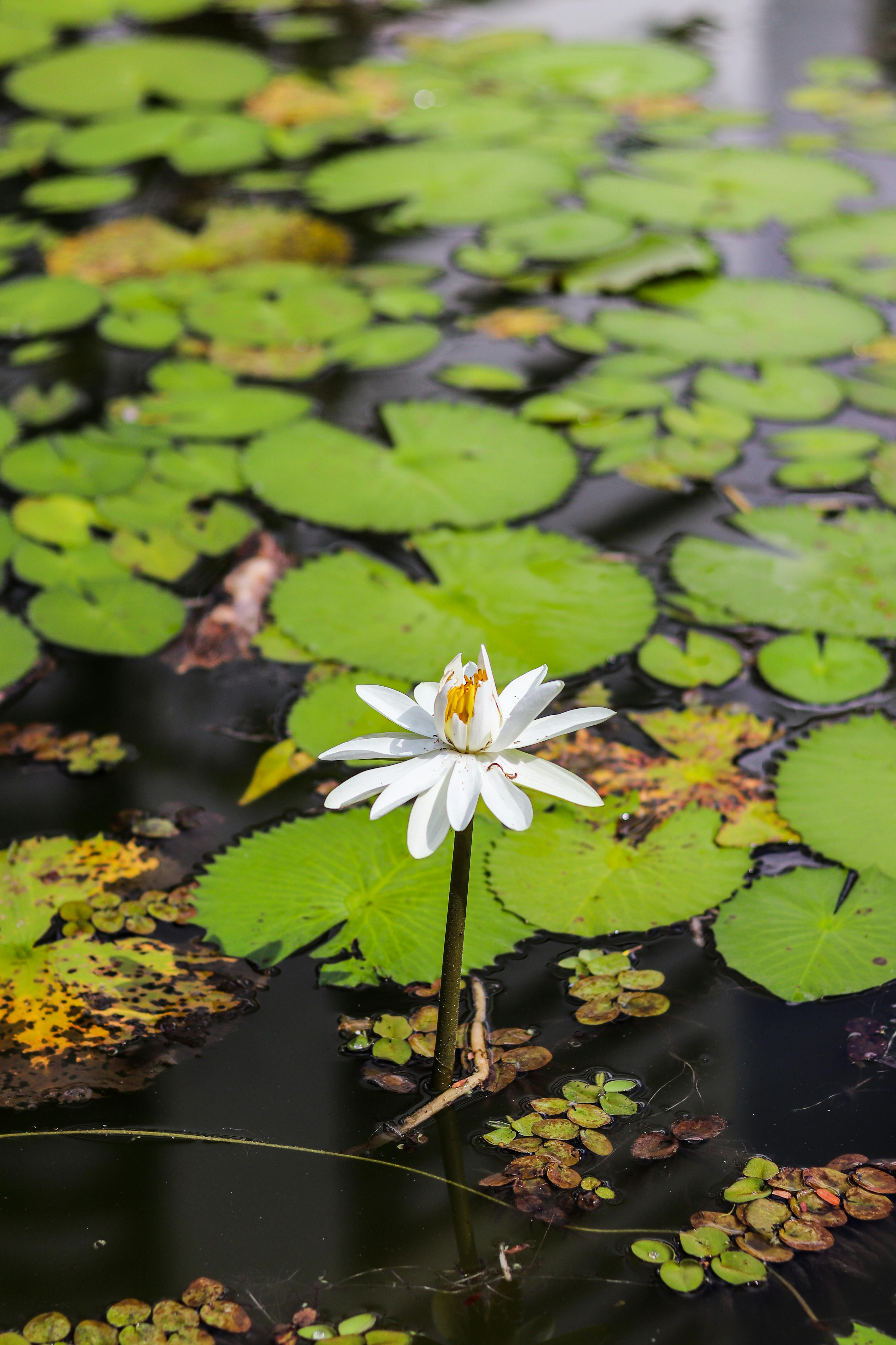 White Lotus Flower on Water · Free Stock Photo
