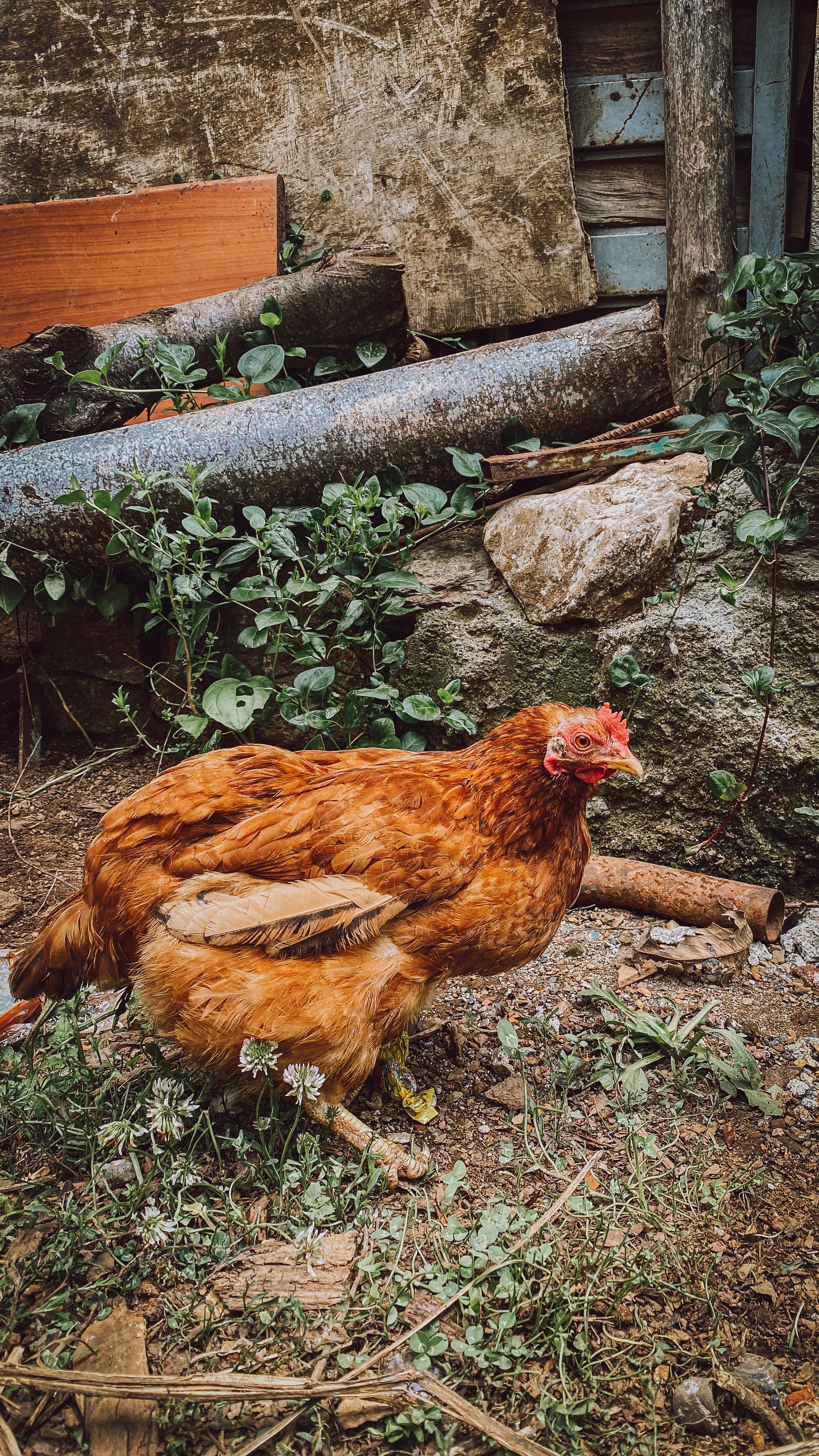 Free Live Chicken Photos, Download The BEST Free Free Live Chicken ...