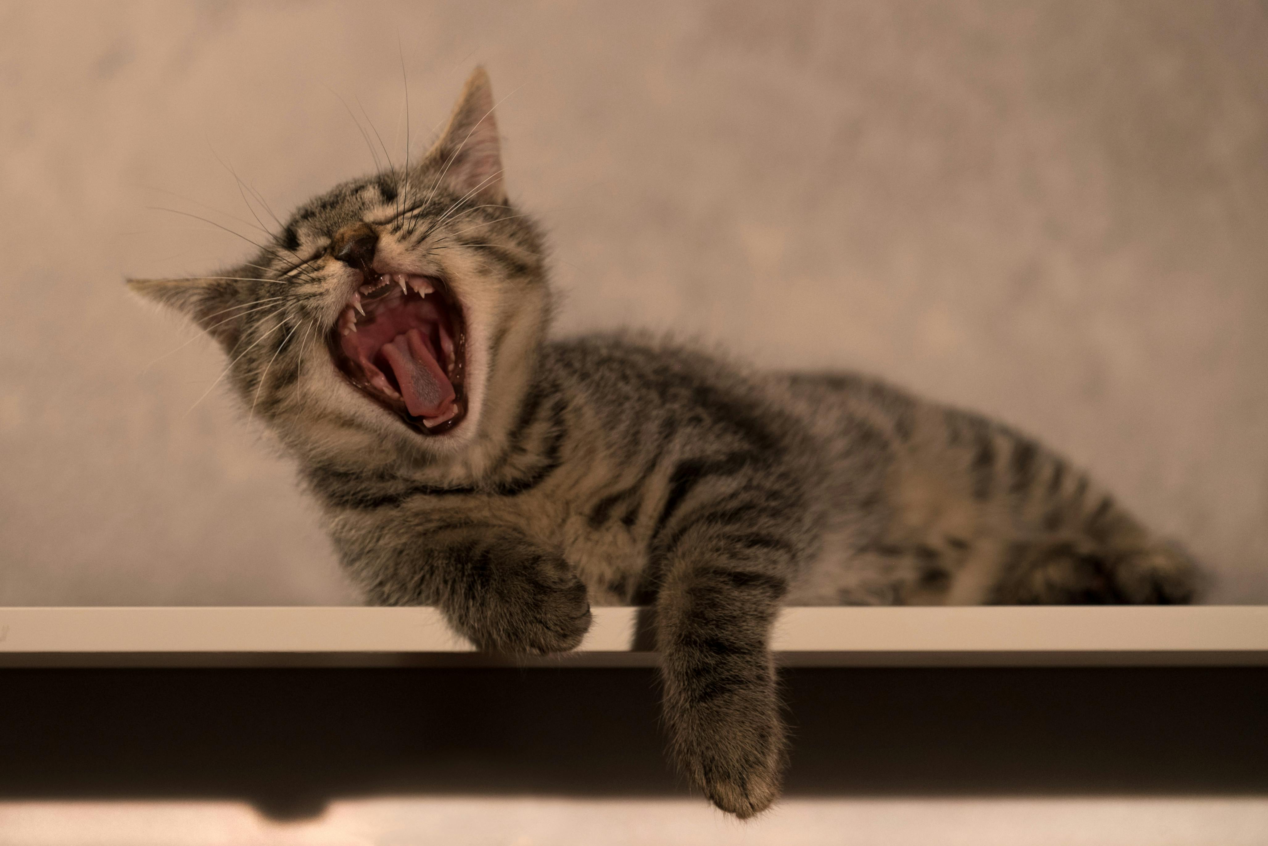 Yawning Pet Photos, Download Free Yawning Pet Stock Photos & HD Images