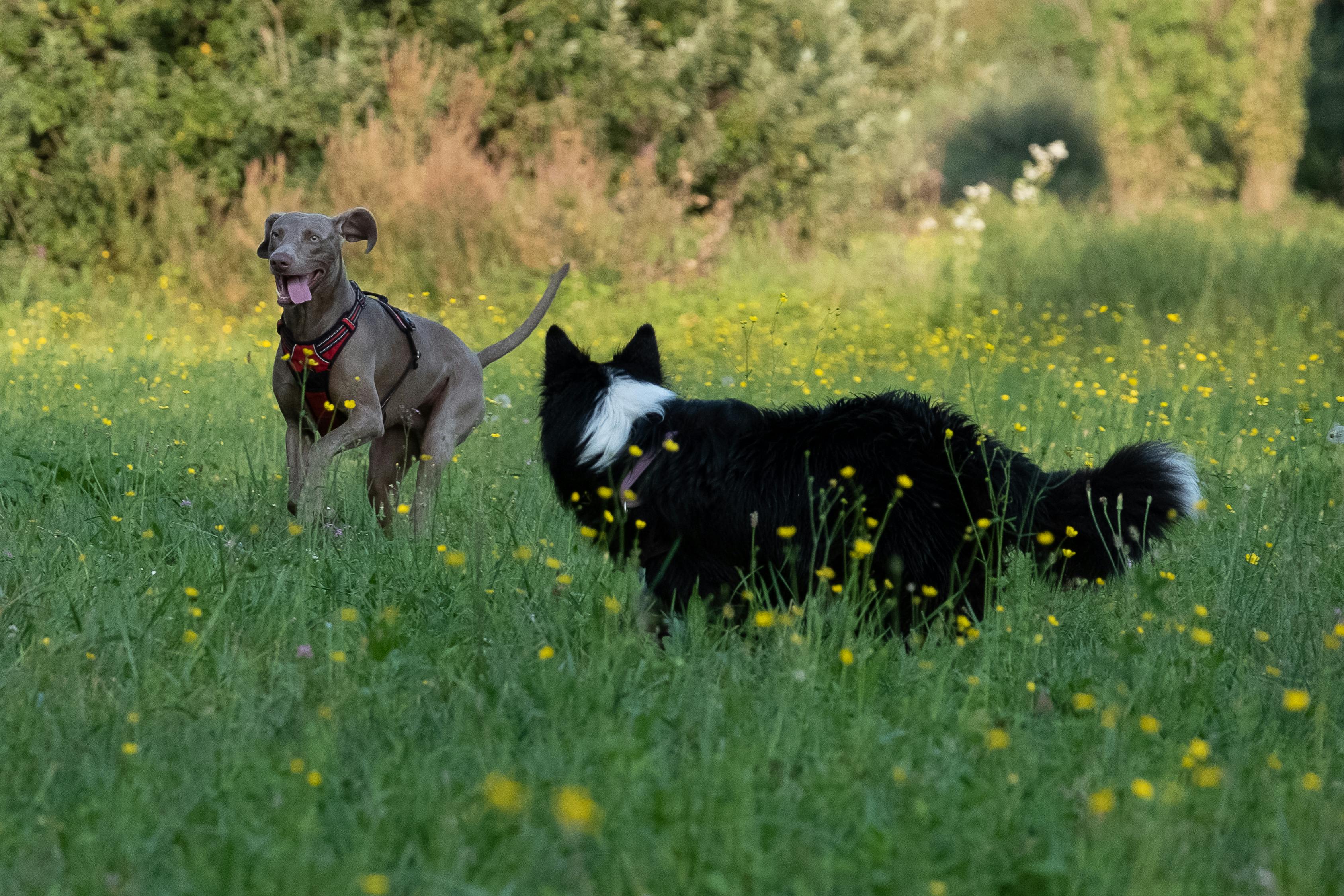 23.035+ Fotos y Imágenes de 2 perros Gratis · Banco de Fotos Gratis