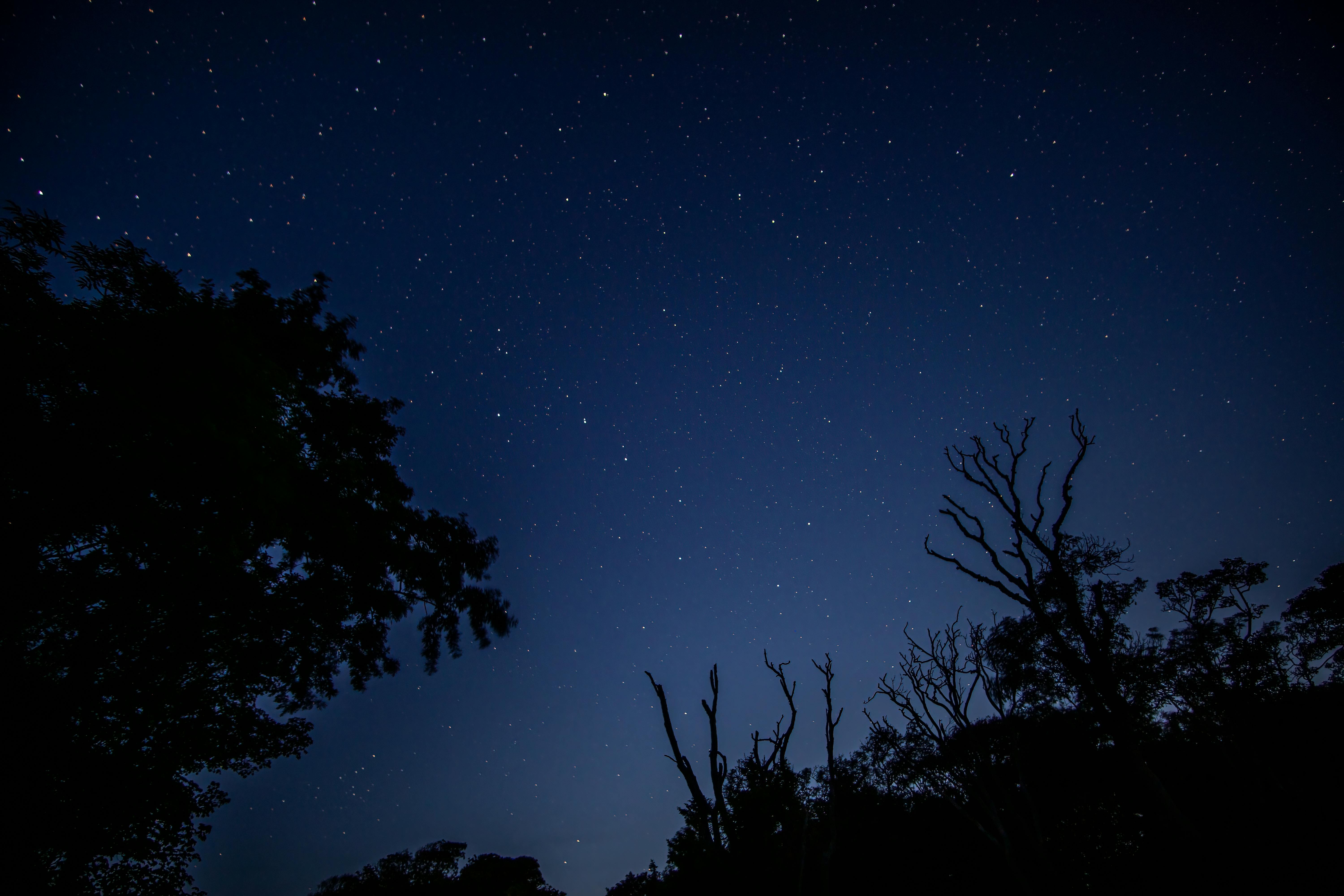 Silhouette of Trees Under the Night Sky · Free Stock Photo