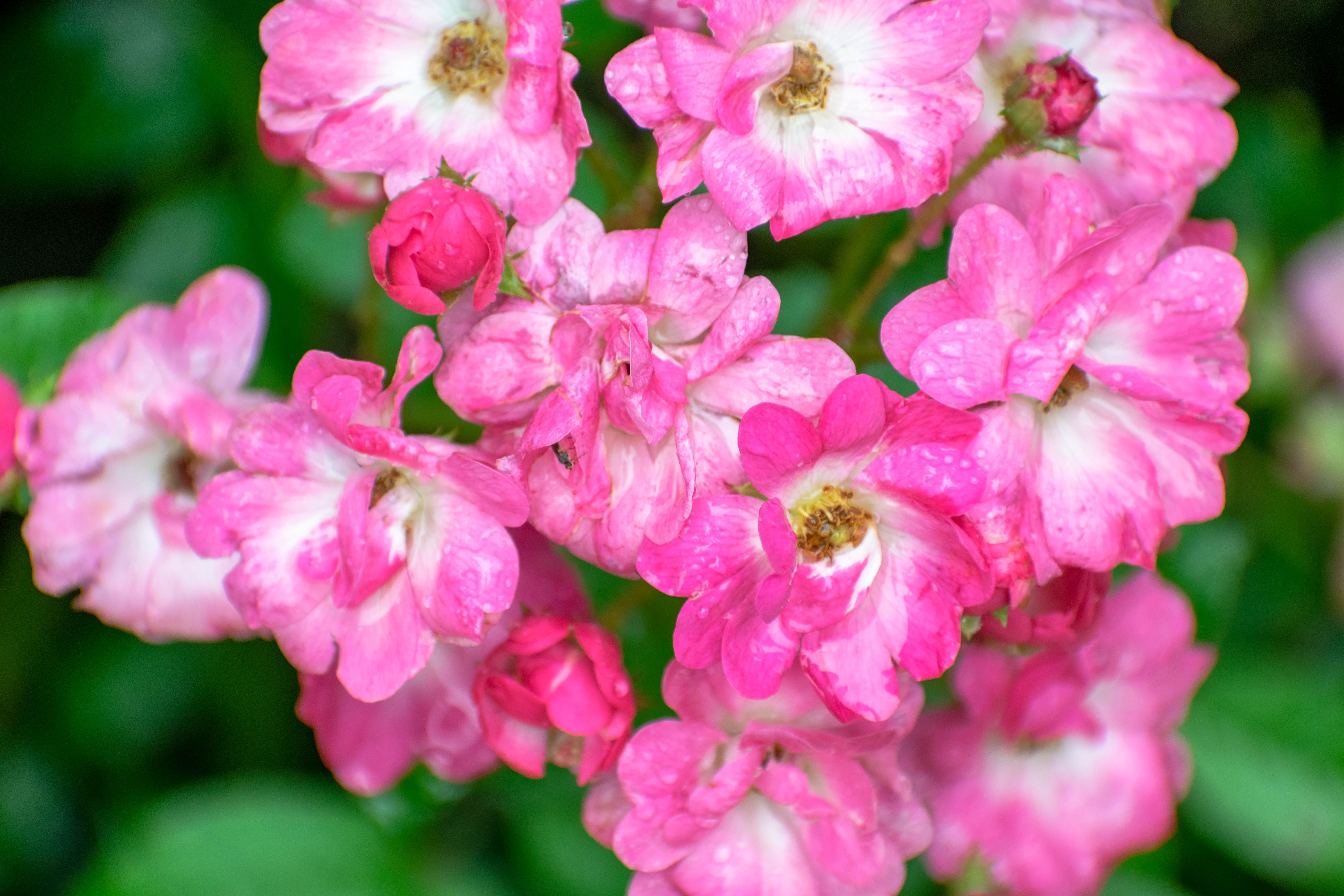 Close-Up Shot of Blooming Pink Flowers · Free Stock Photo
