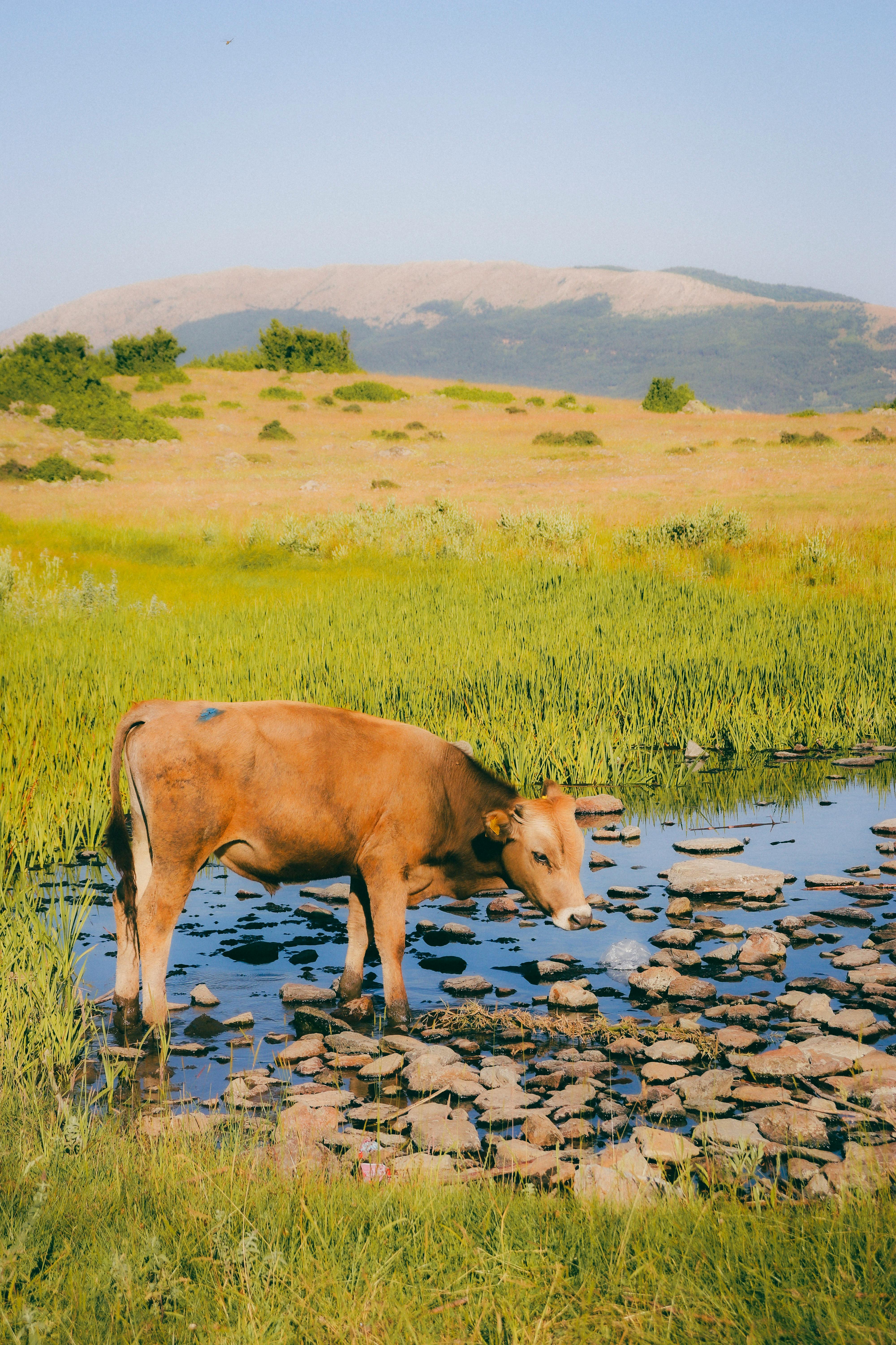 Photo of a Cow on a Pond · Free Stock Photo