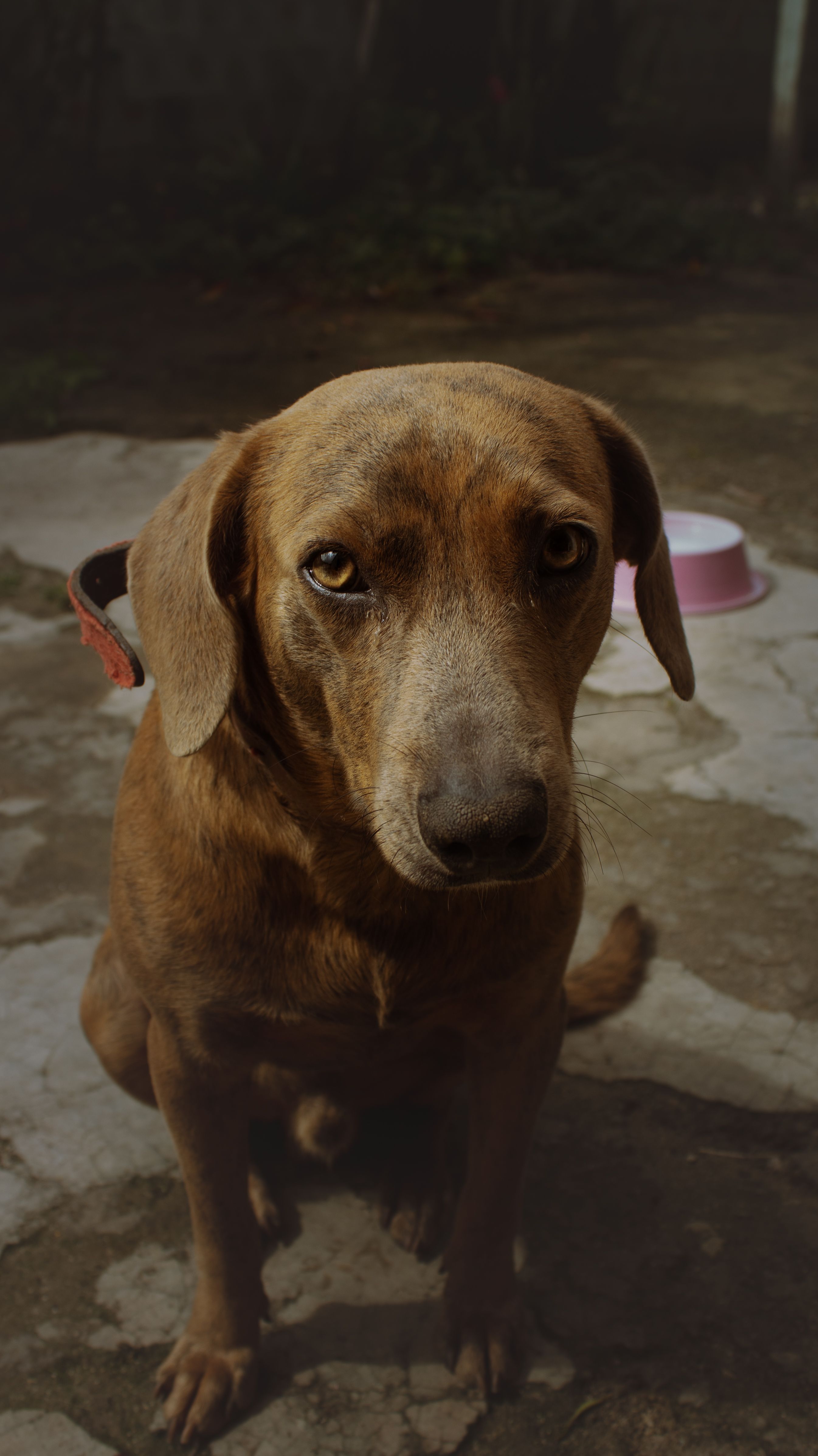 Sad Looking Dog Photos, Download The BEST Free Sad Looking Dog Stock ...