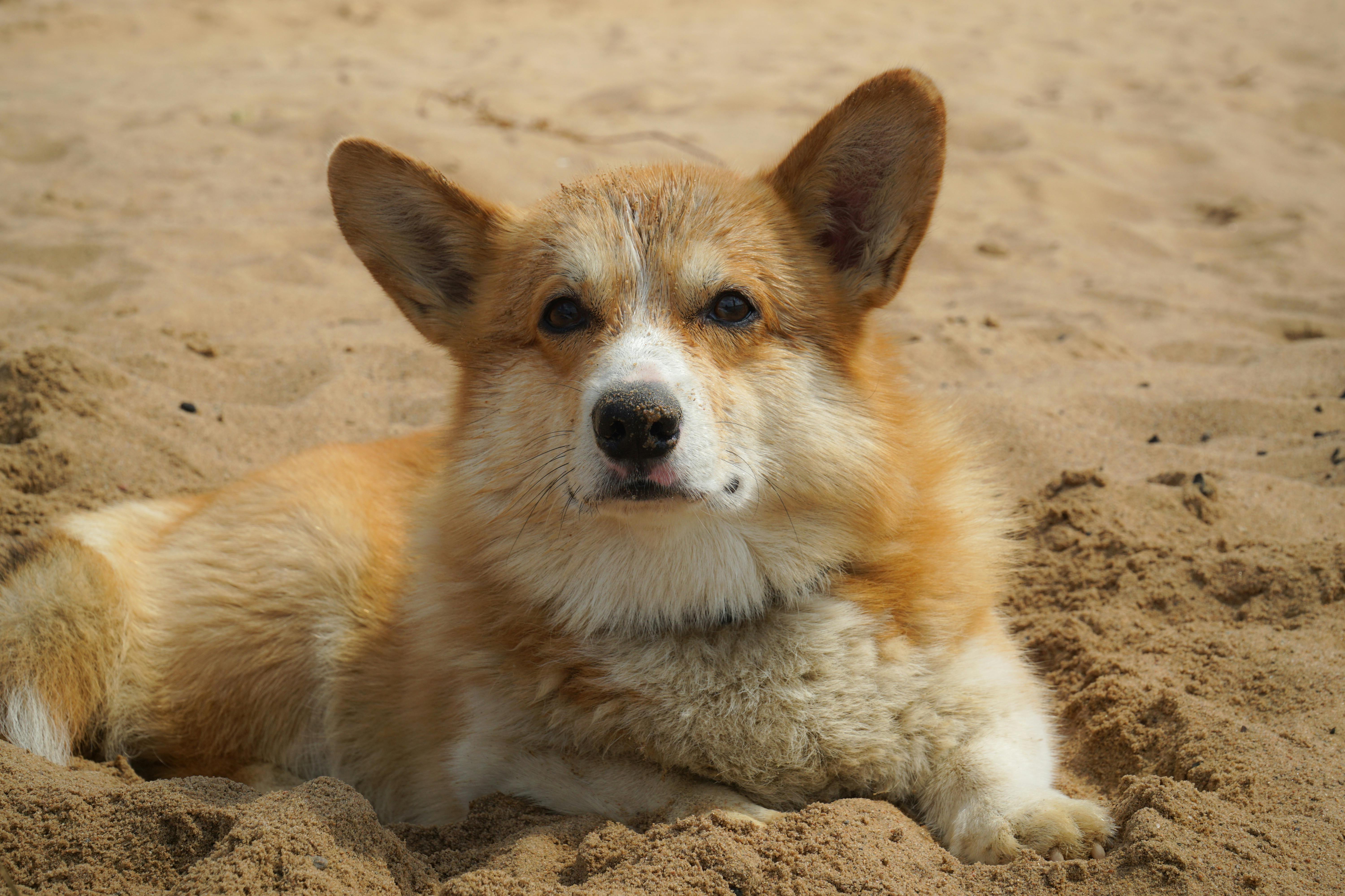 A Corgi on the Sand · Free Stock Photo