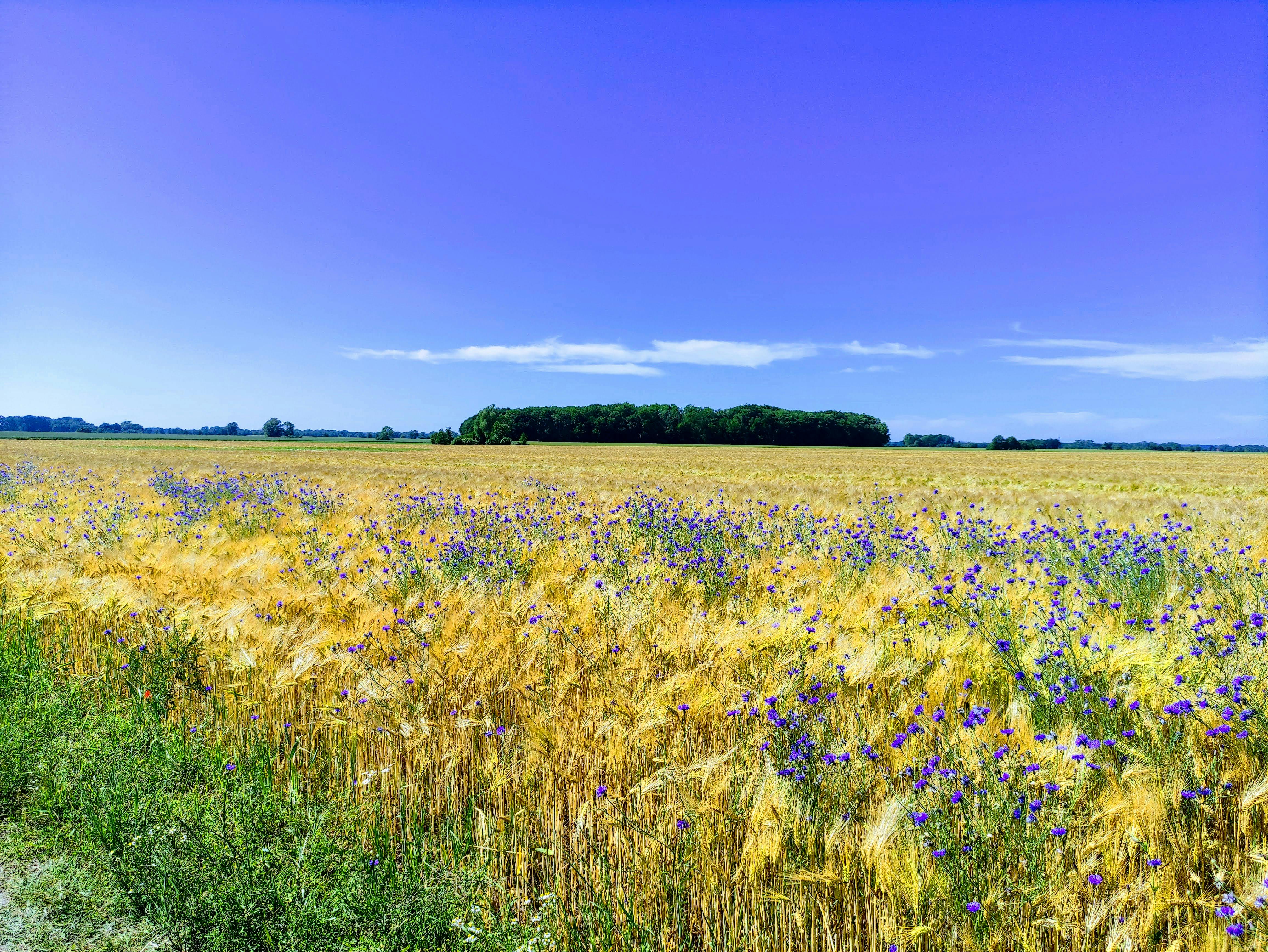Grass Field Under Blue Sky · Free Stock Photo
