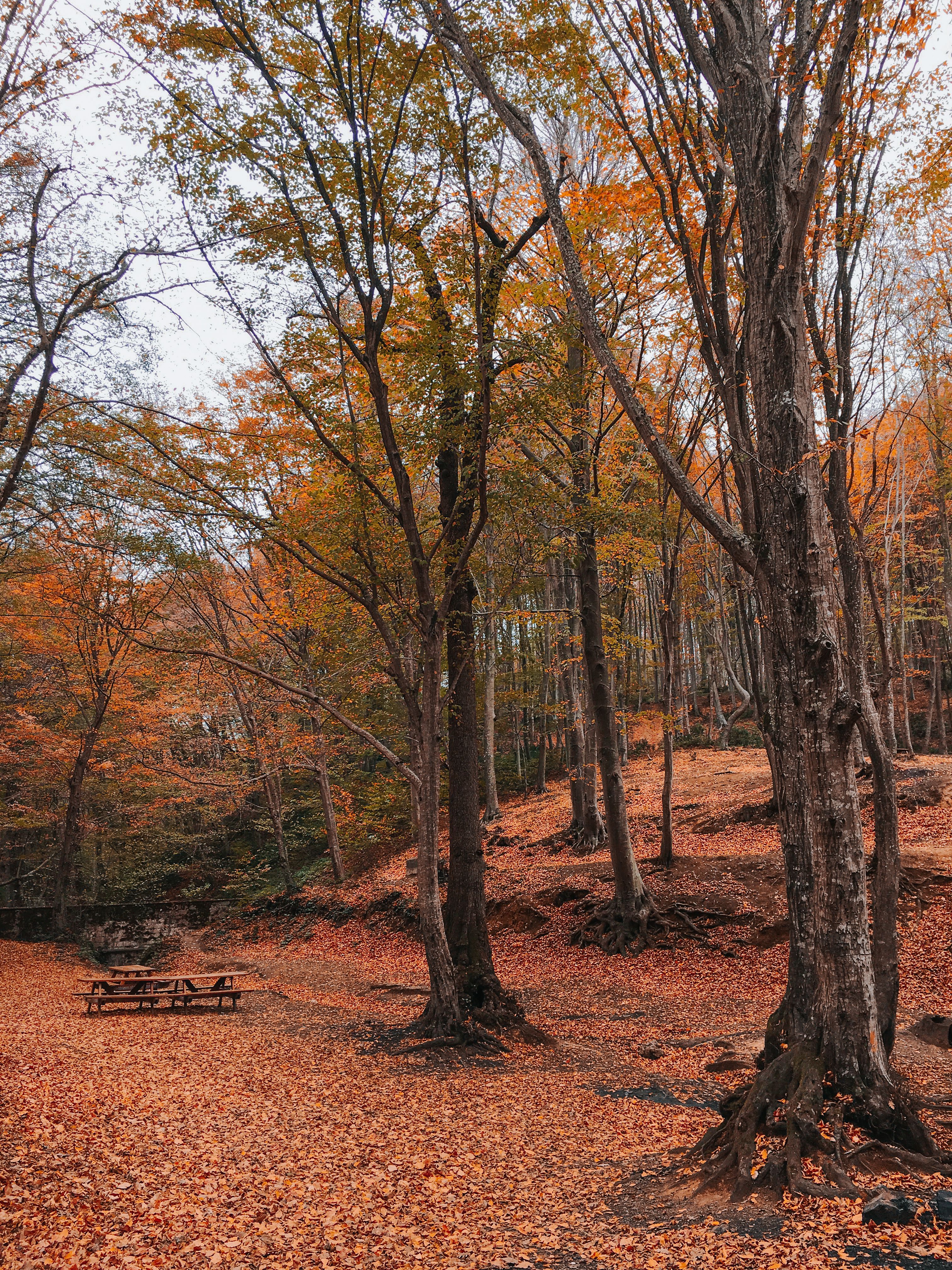 Autumn Trees in the Forest · Free Stock Photo