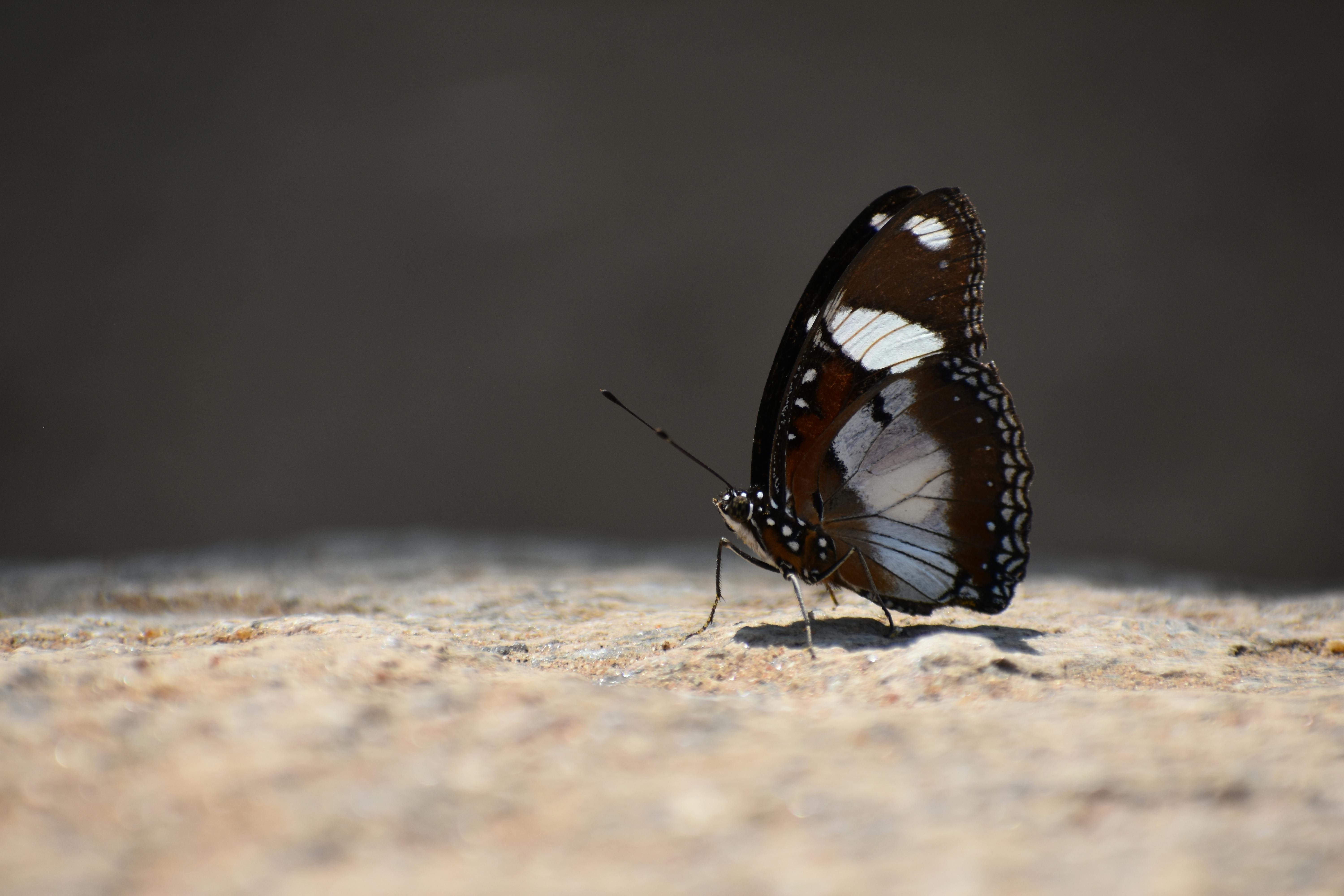 Close-Up Shot of Asian Pigeonwings on White Surface · Free Stock Photo