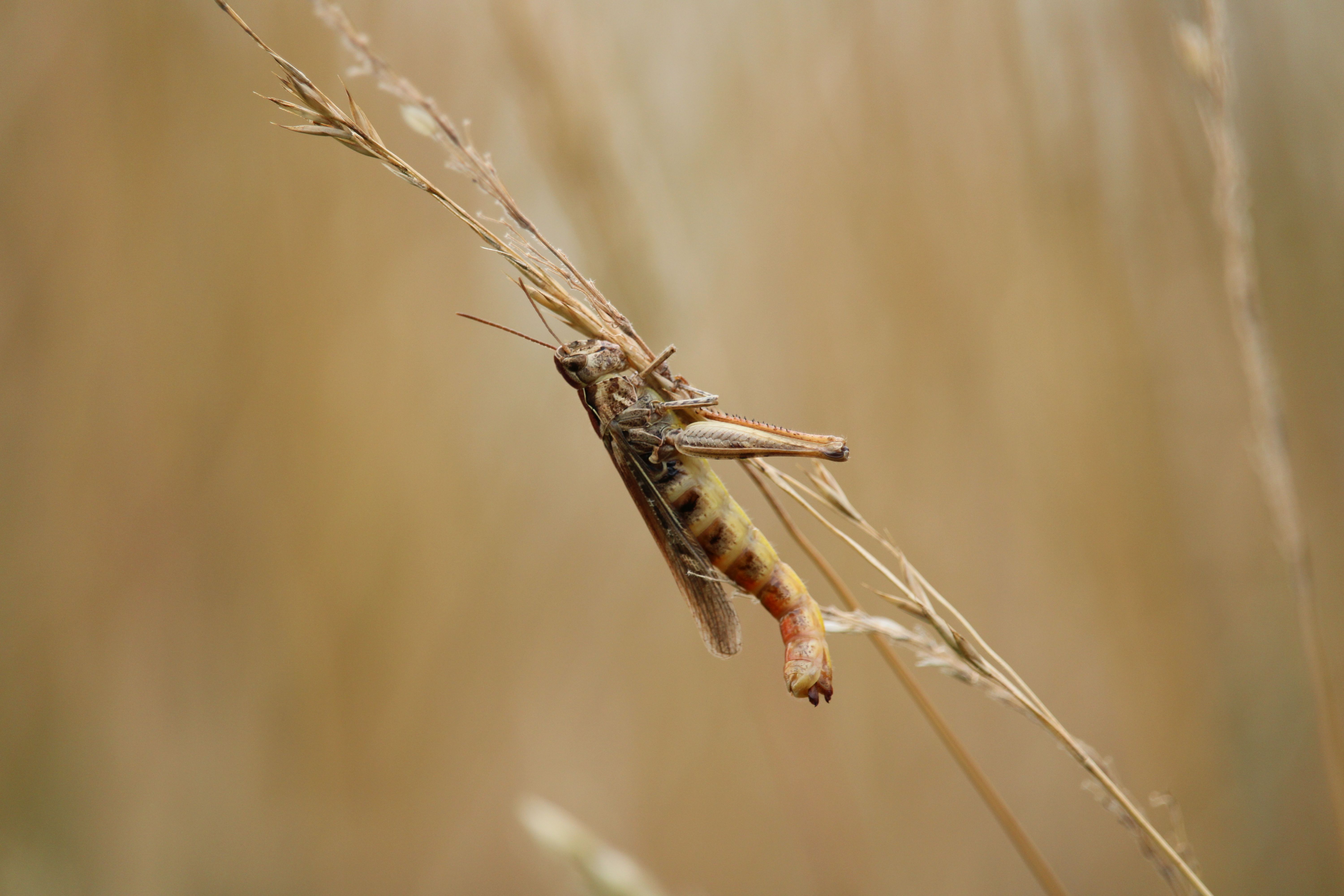 Foto de stock gratuita sobre disparo macro, fotografía de insectos ...