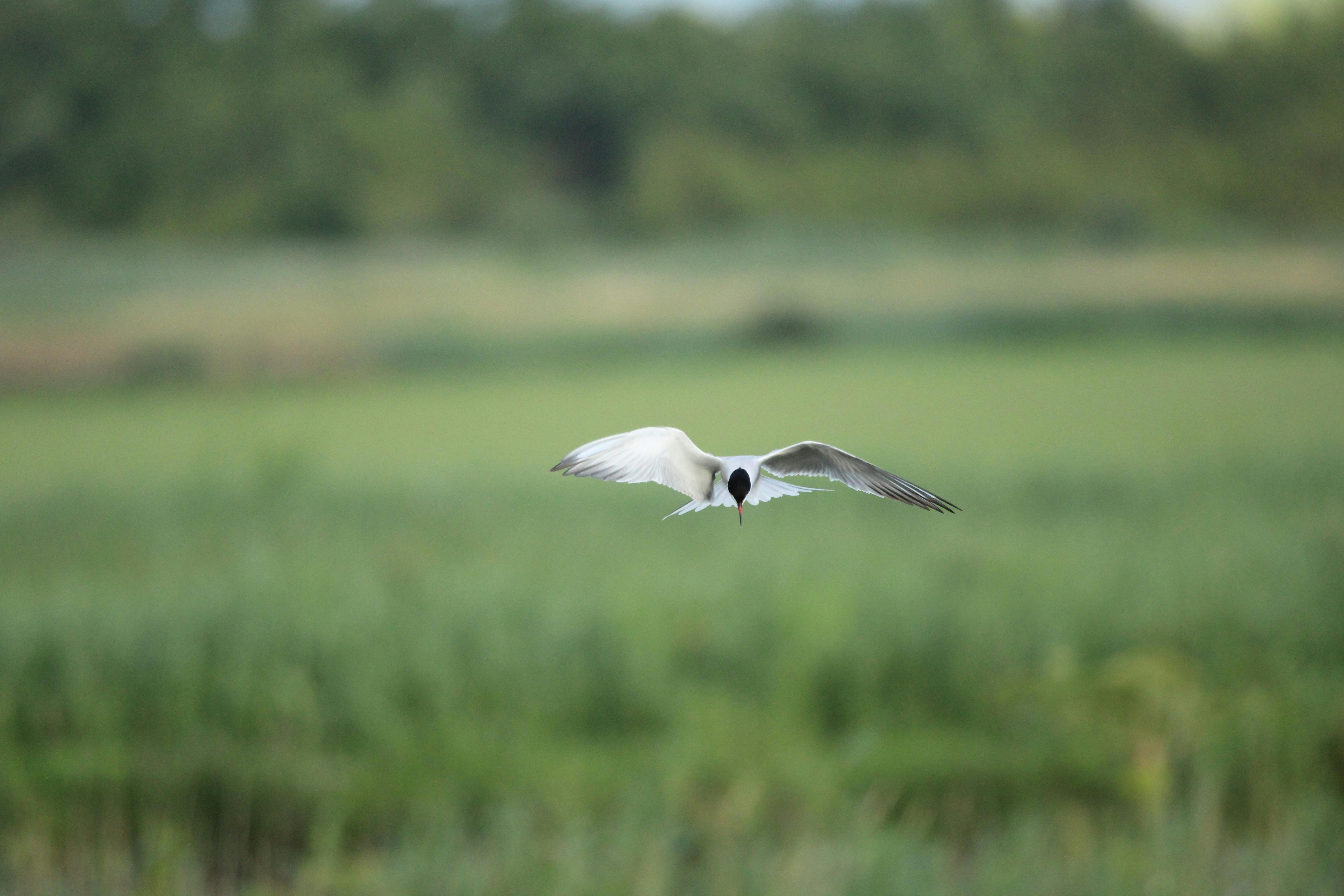 Bird Flying off a Branch · Free Stock Photo