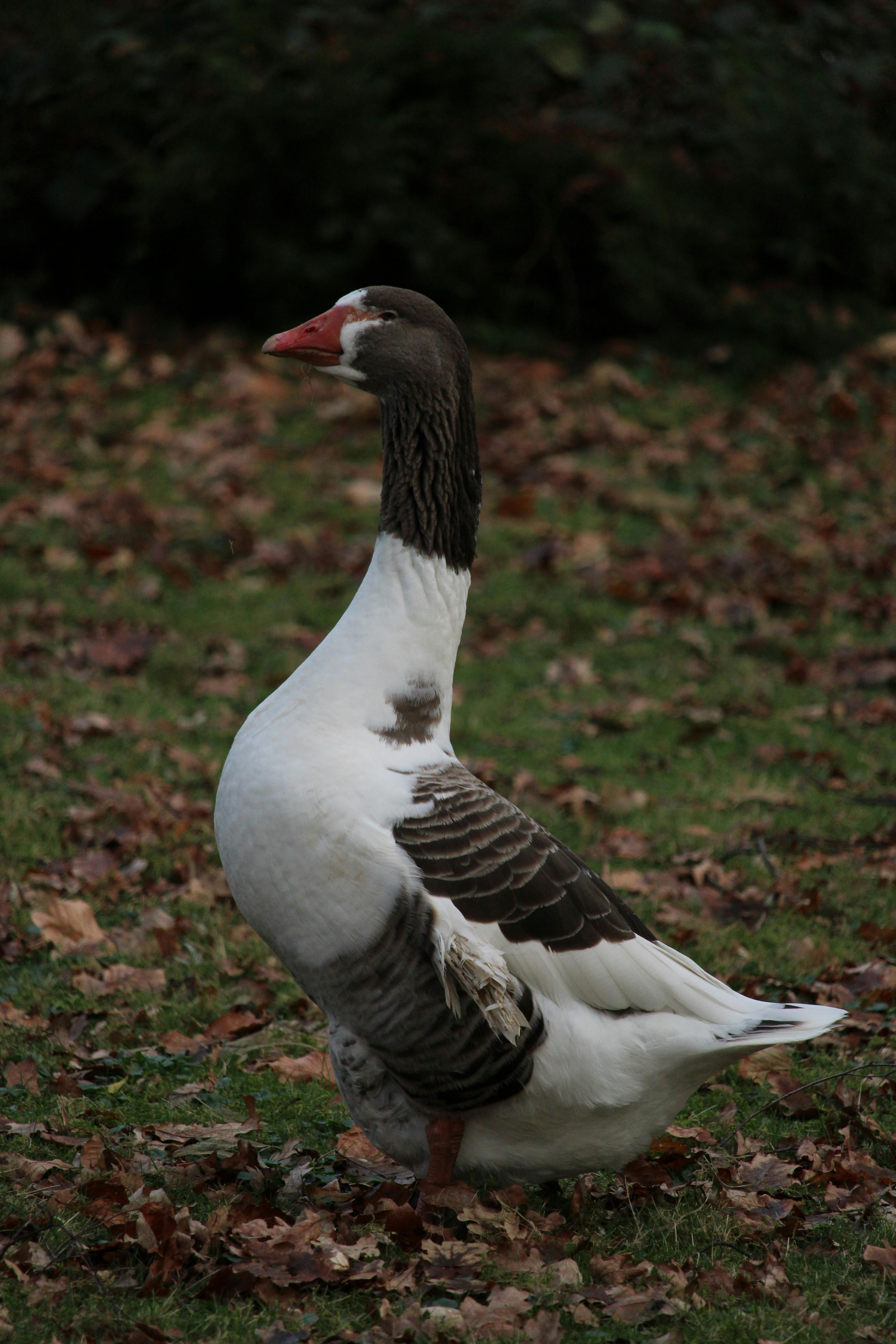 Photo of Geese on Water · Free Stock Photo