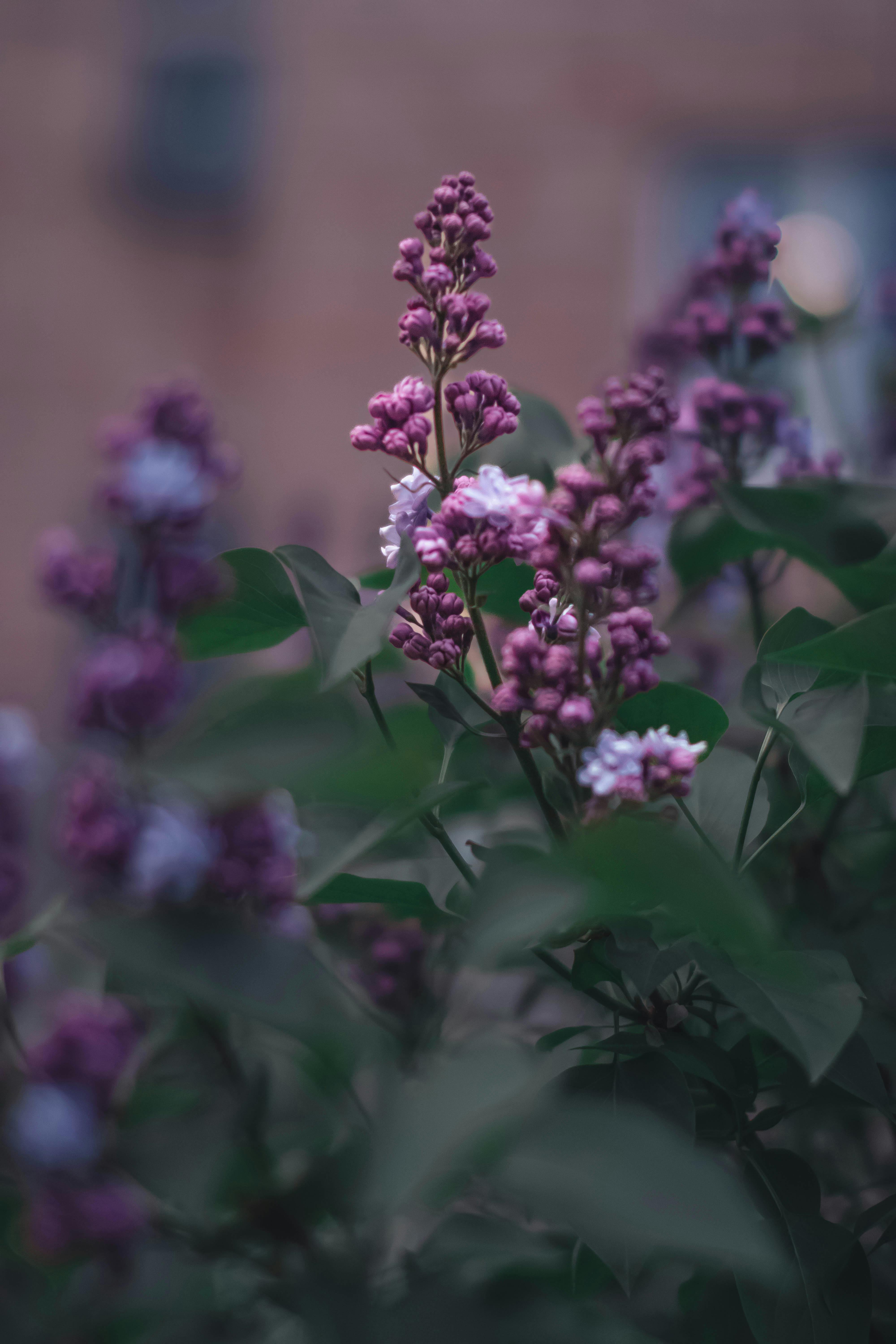 Photograph of Blooming Purple Lilac Flowers · Free Stock Photo