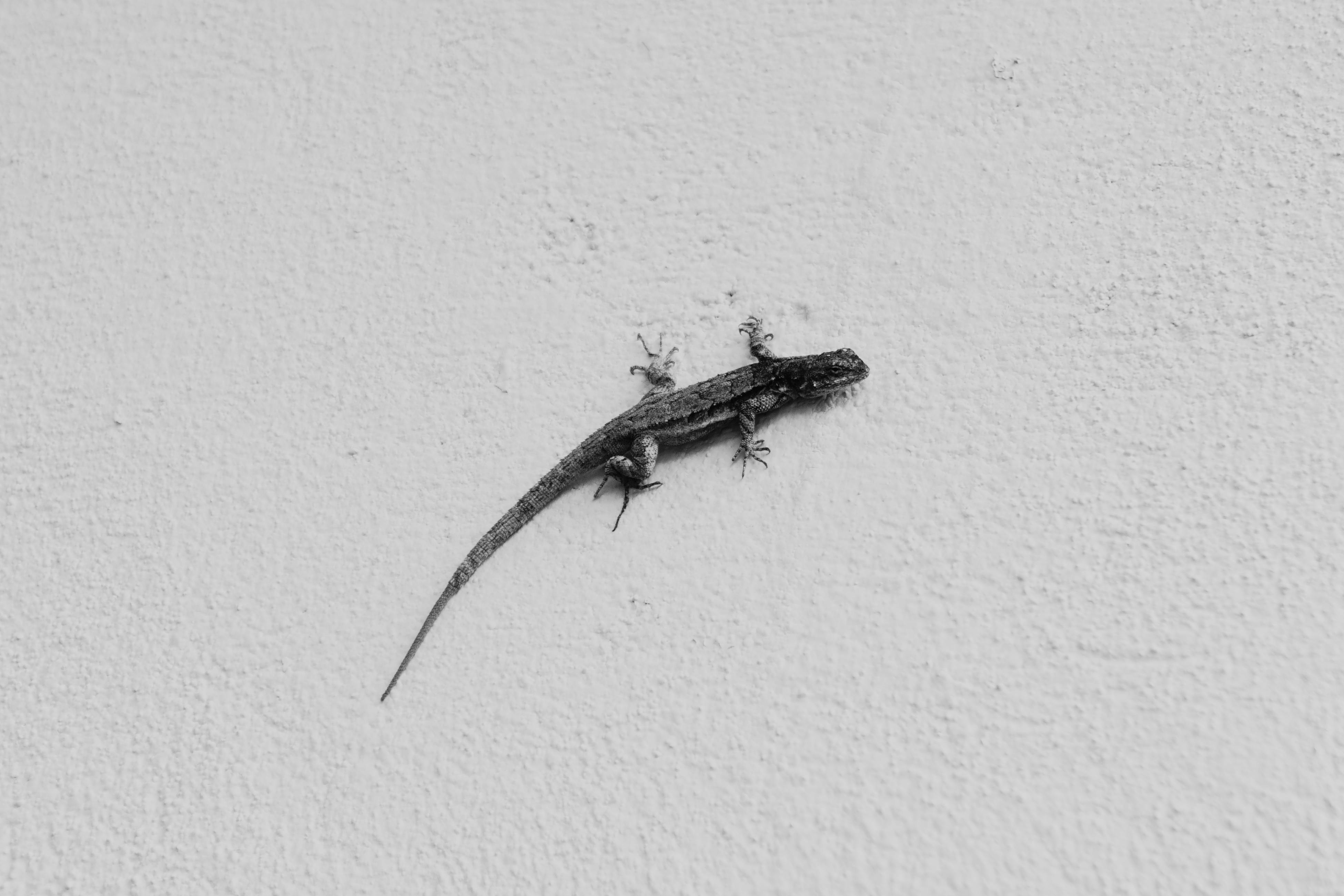Grayscale Photograph of a Lizard Near Leaves · Free Stock Photo