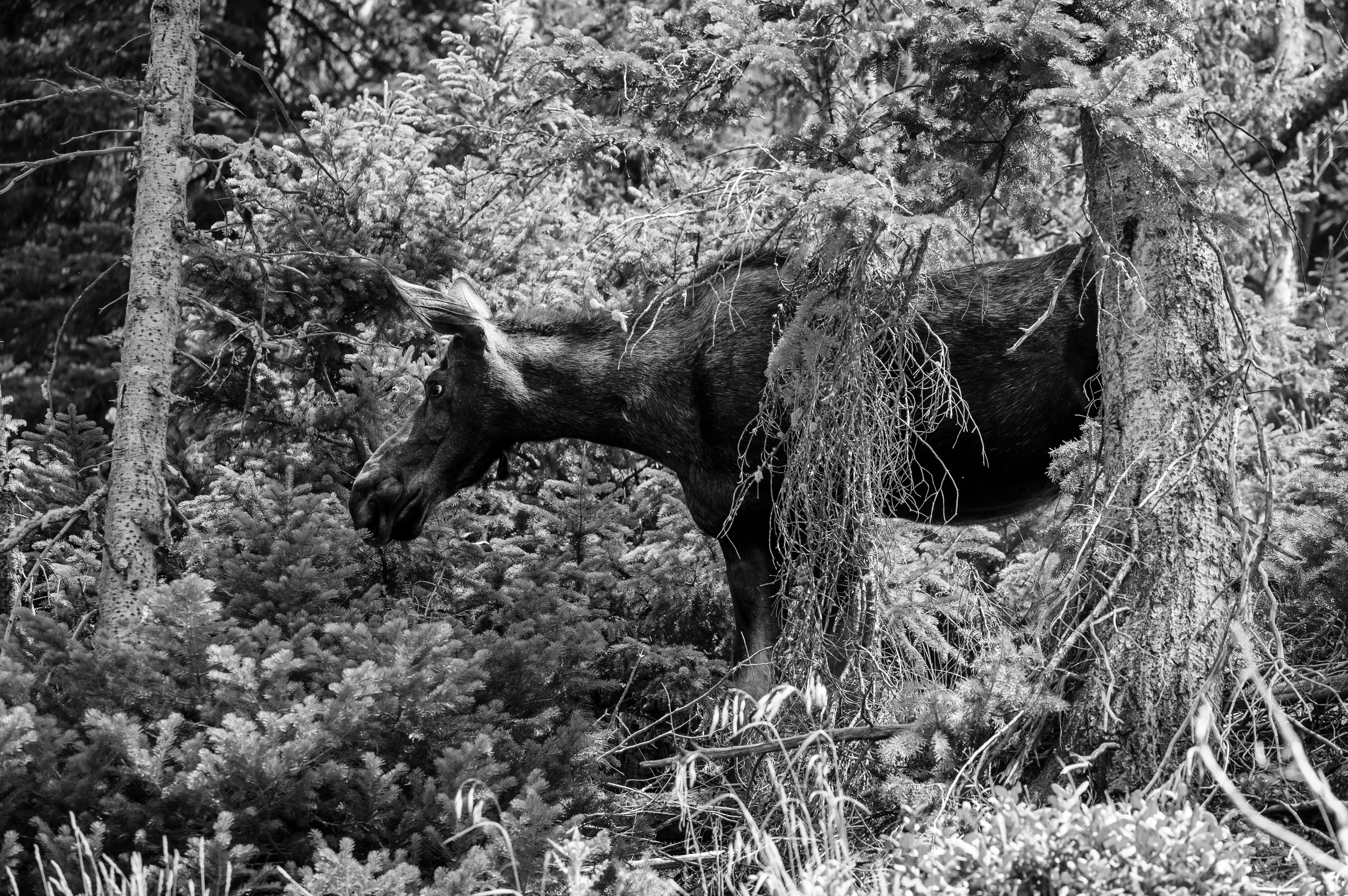 Grayscale Photo of Deer on Grass Field · Free Stock Photo