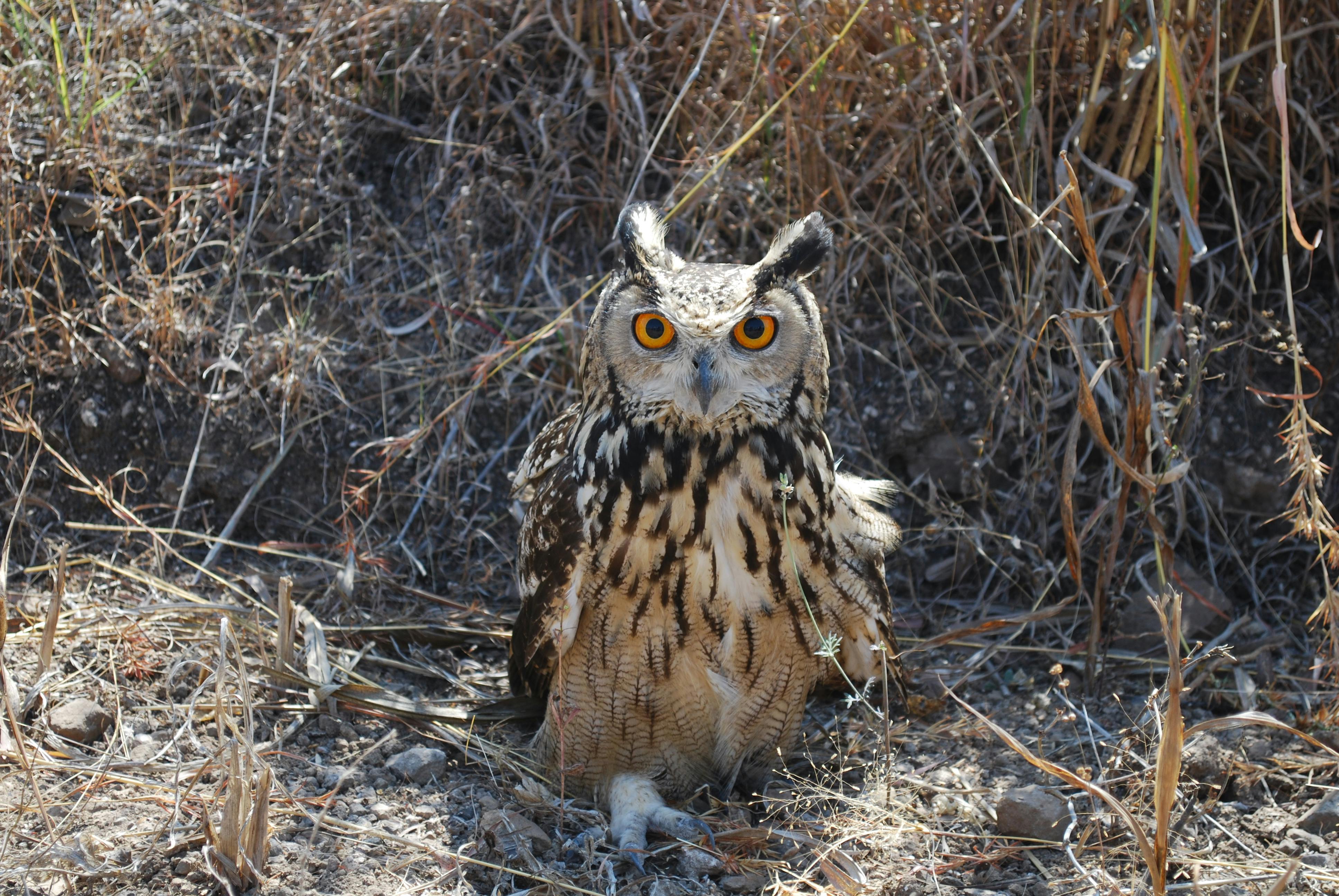 A Eurasian Eagle Owl on a Field · Free Stock Photo