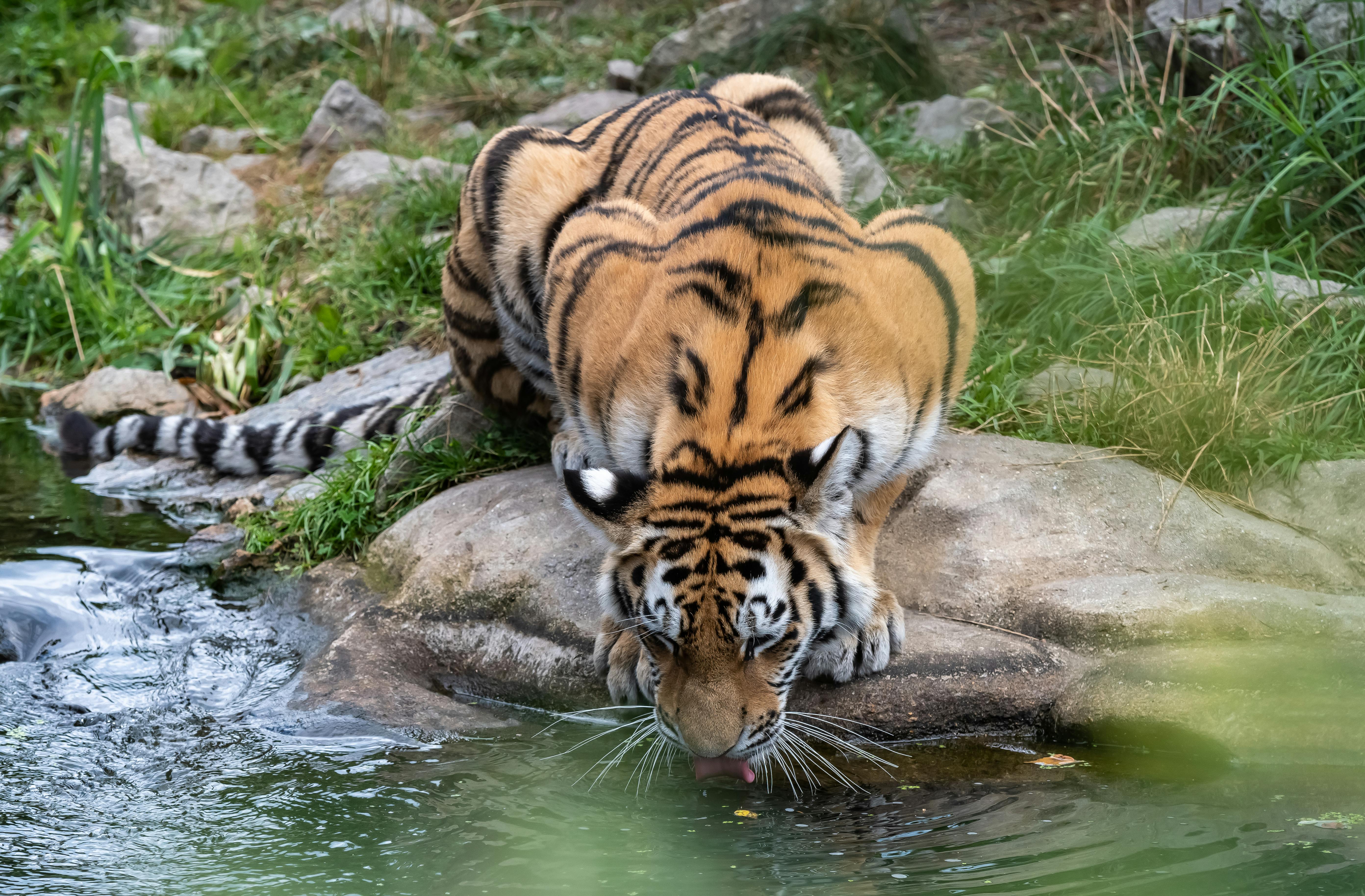 Tiger Drinking Water · Free Stock Photo