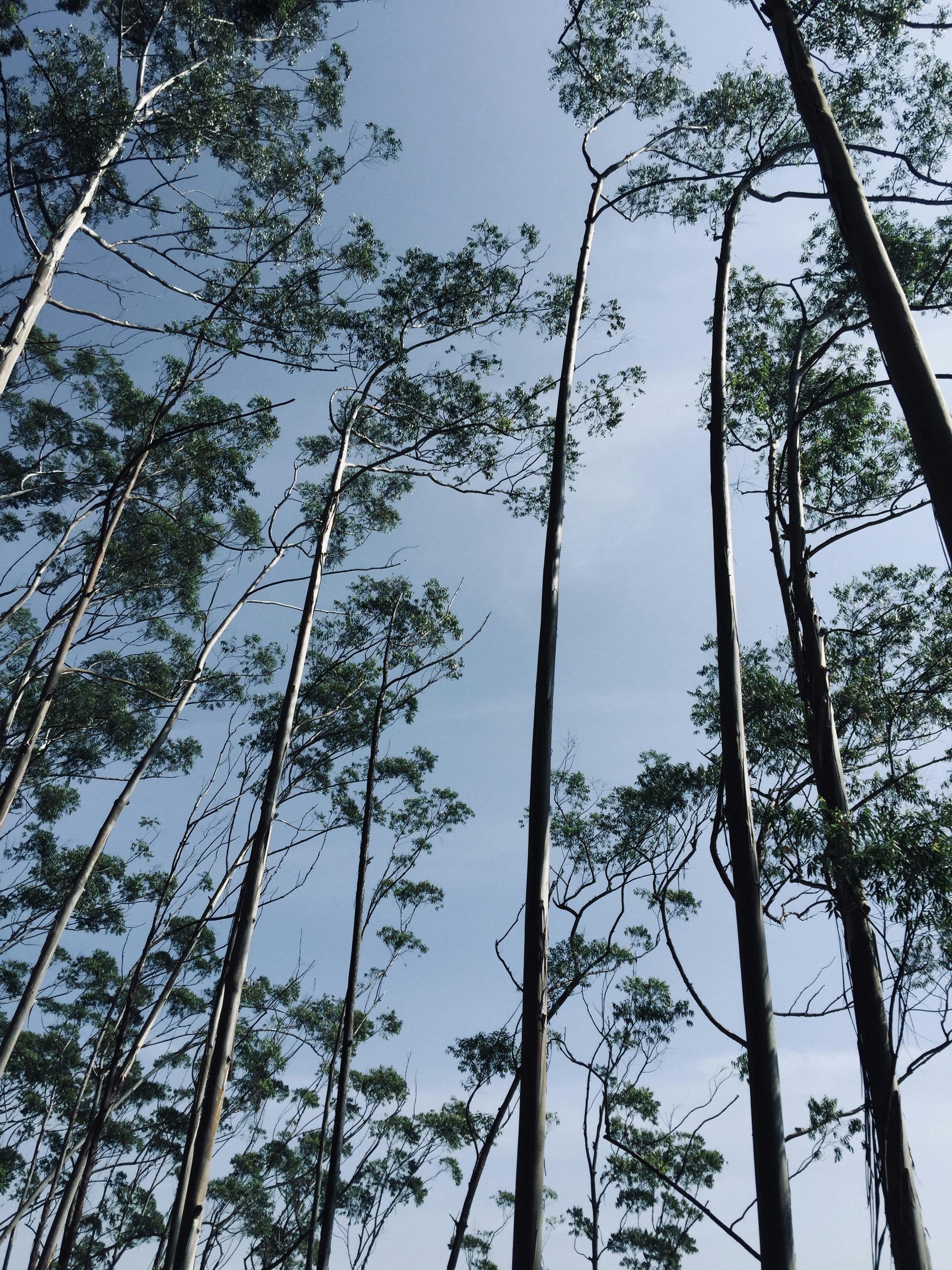 Low Angle Shot of Forest Trees · Free Stock Photo