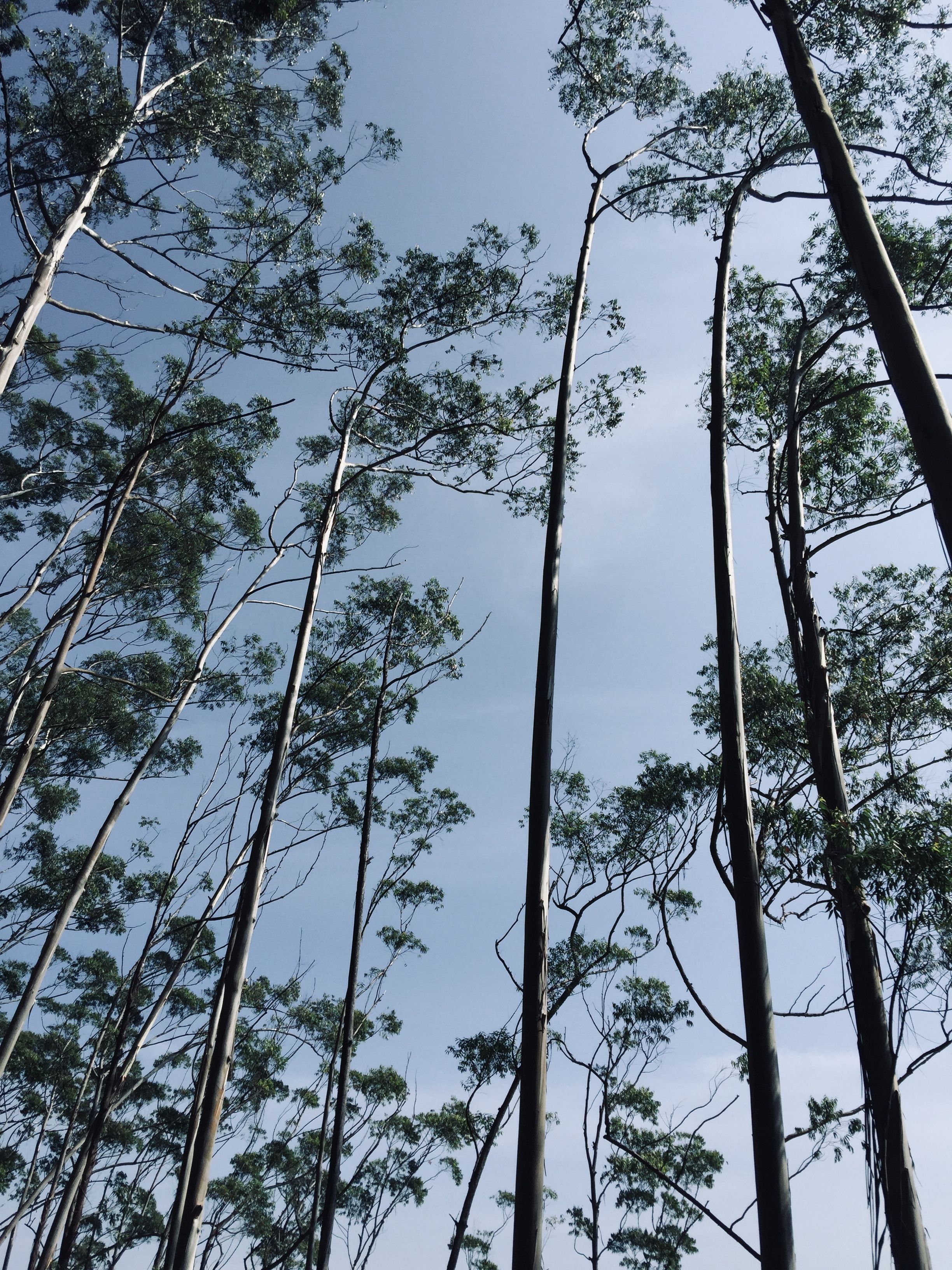 Low Angle Shot of a Trees and Blue Sky · Free Stock Photo