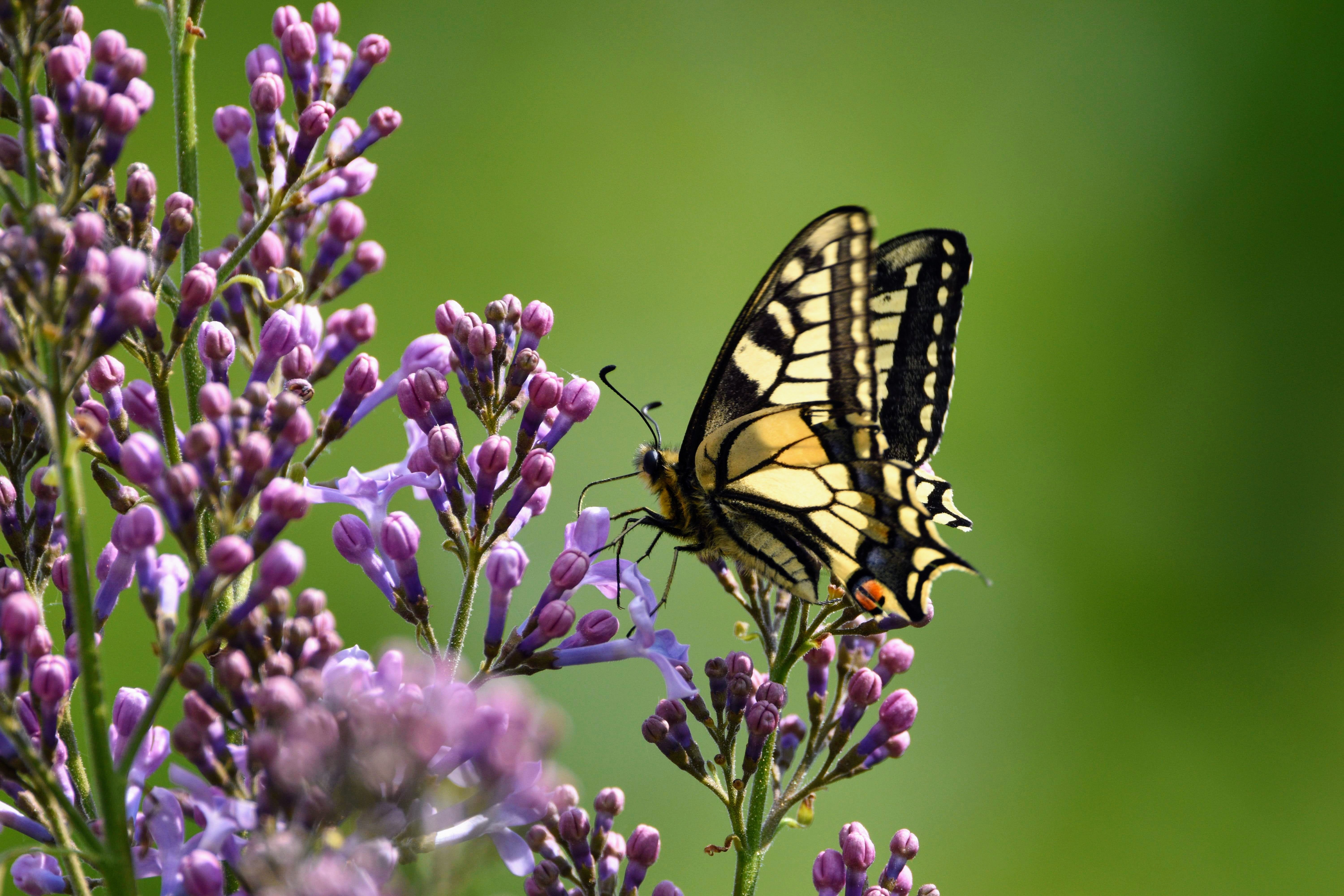 Insect World Photos, Download The BEST Free Insect World Stock Photos ...