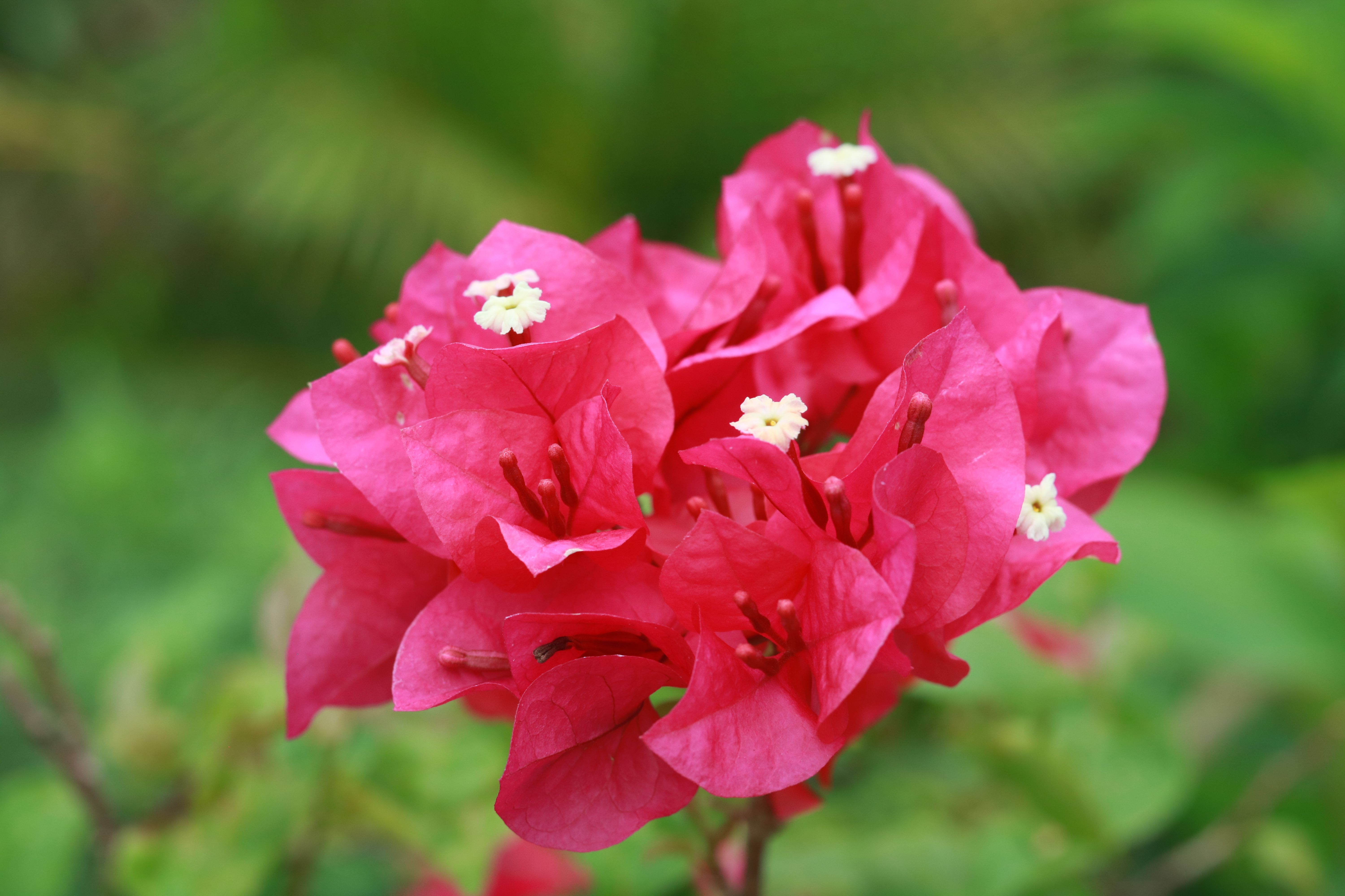 A Pink Flower in Bloom · Free Stock Photo