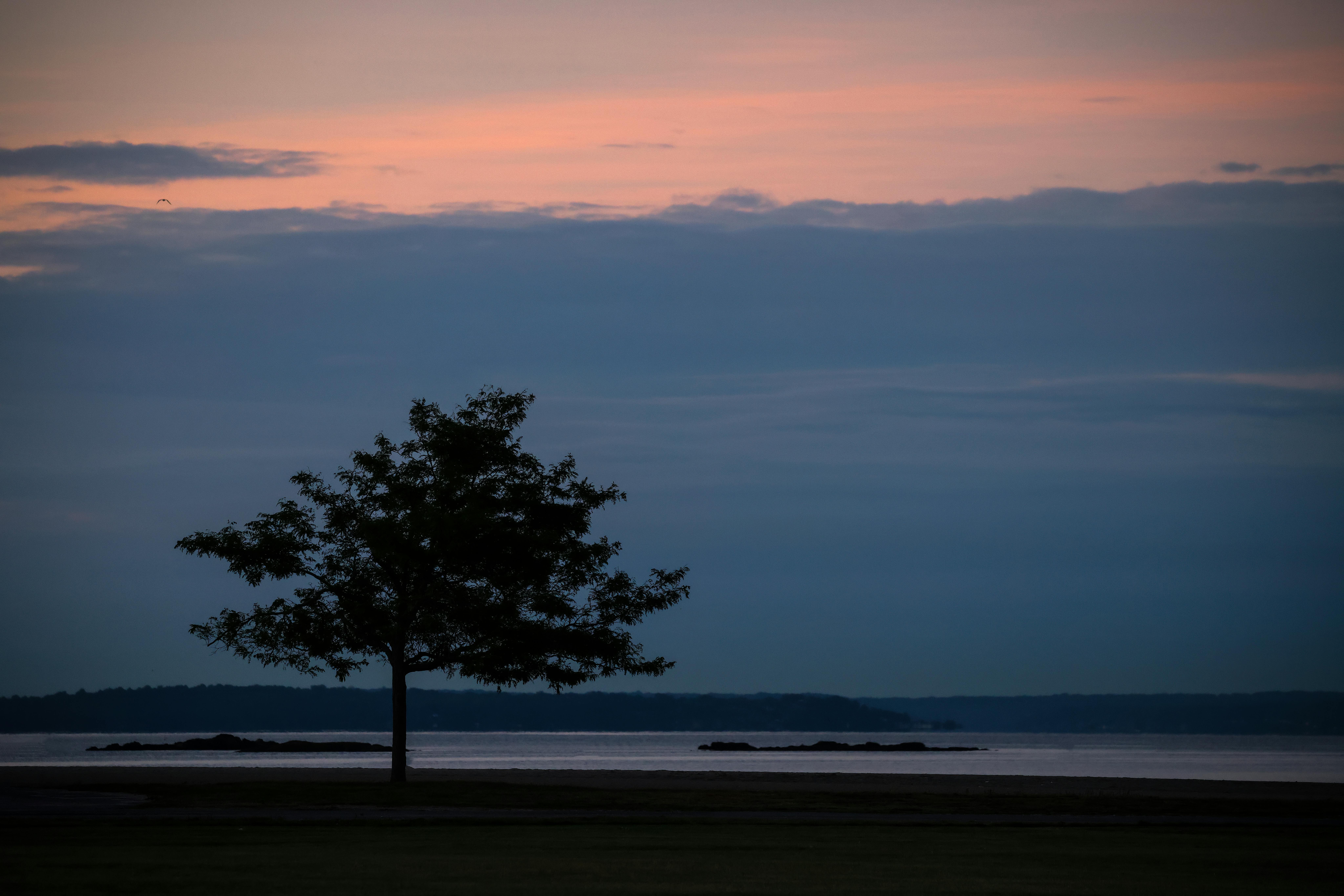 Silhouette of a Tree near Ocean during Dawn · Free Stock Photo