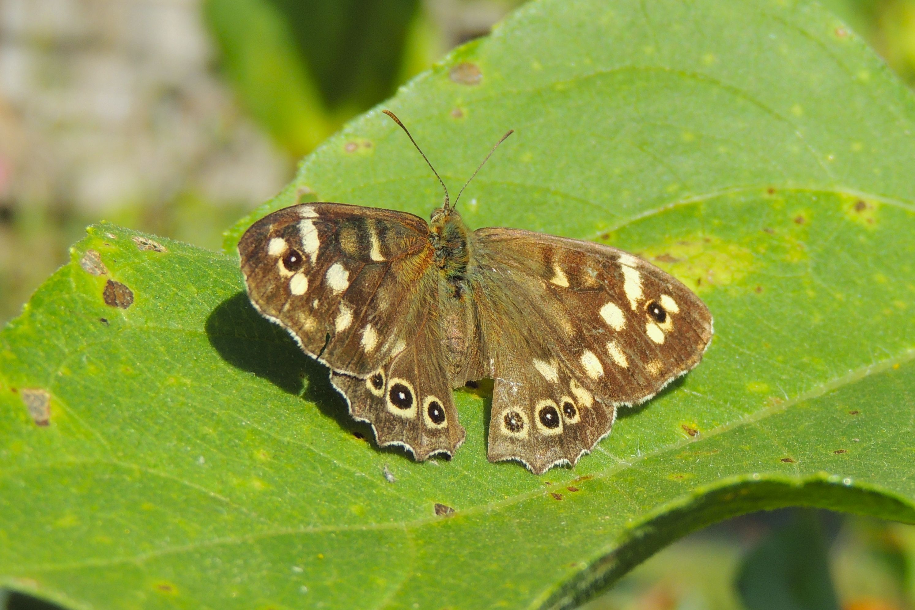 Black Spotted Brown Moth on Green Leaf · Free Stock Photo