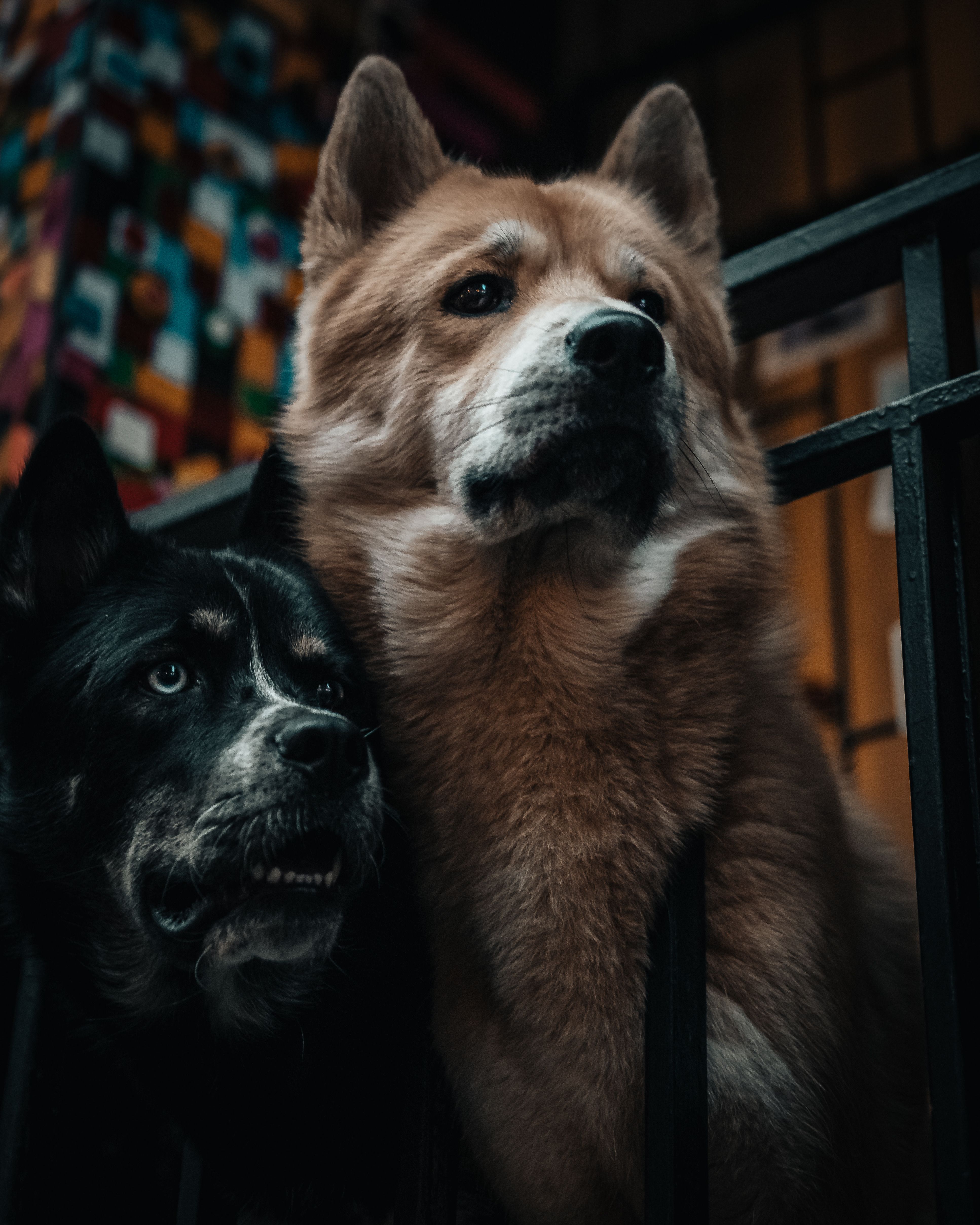 Selective Focus Photography Vizsla Dog · Free Stock Photo
