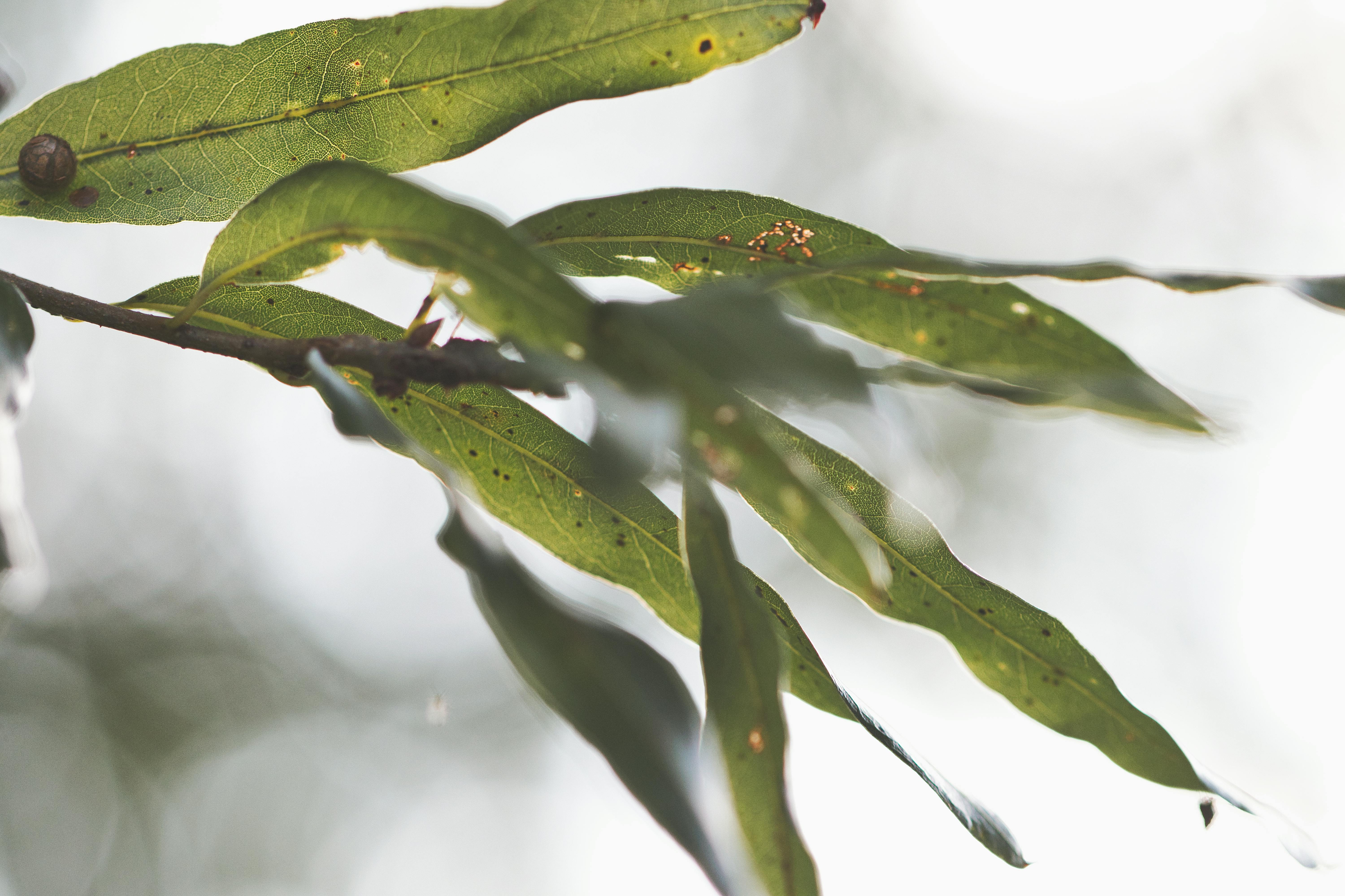 Mango Tree Leaves · Free Stock Photo