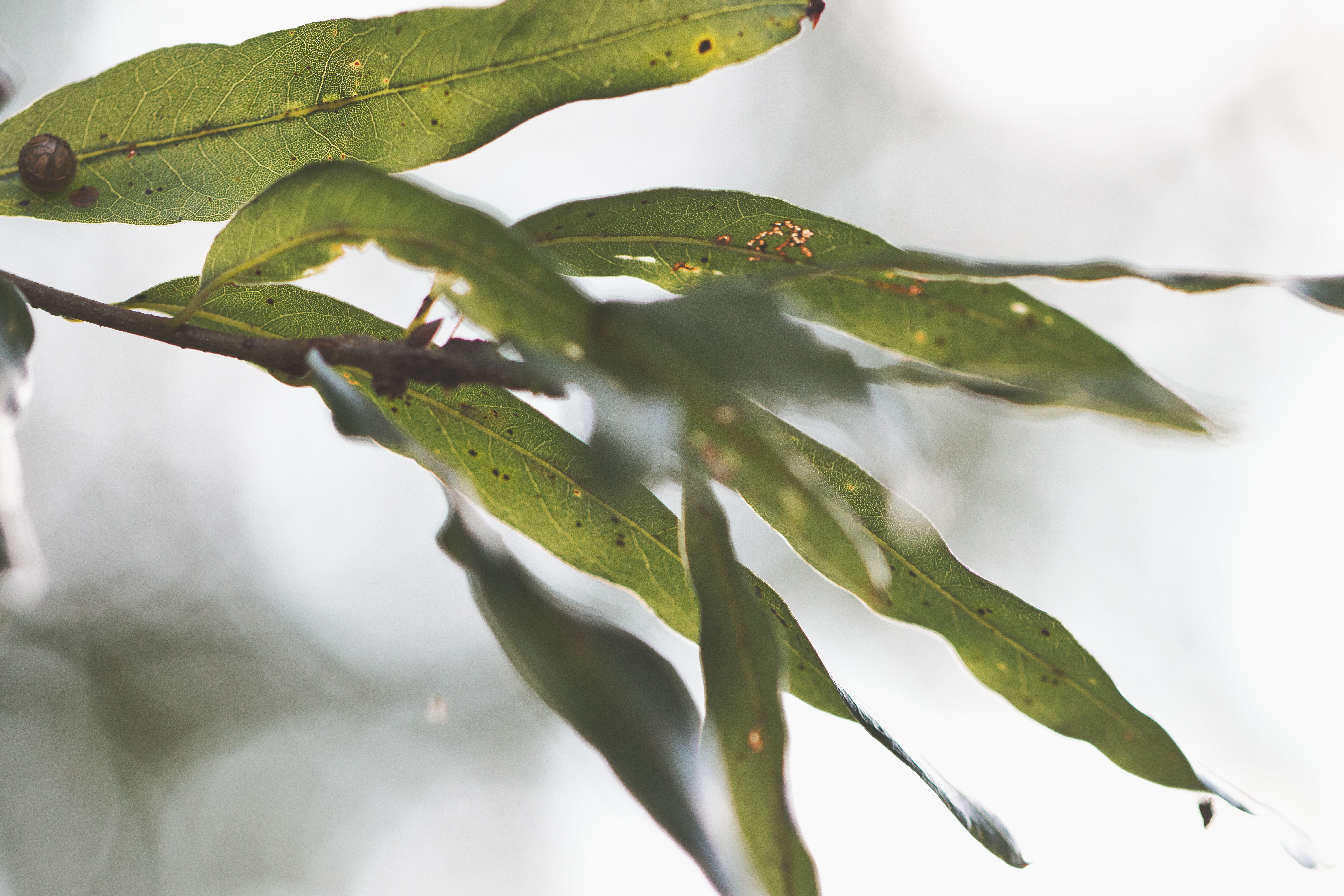 Mango Tree Leaves · Free Stock Photo